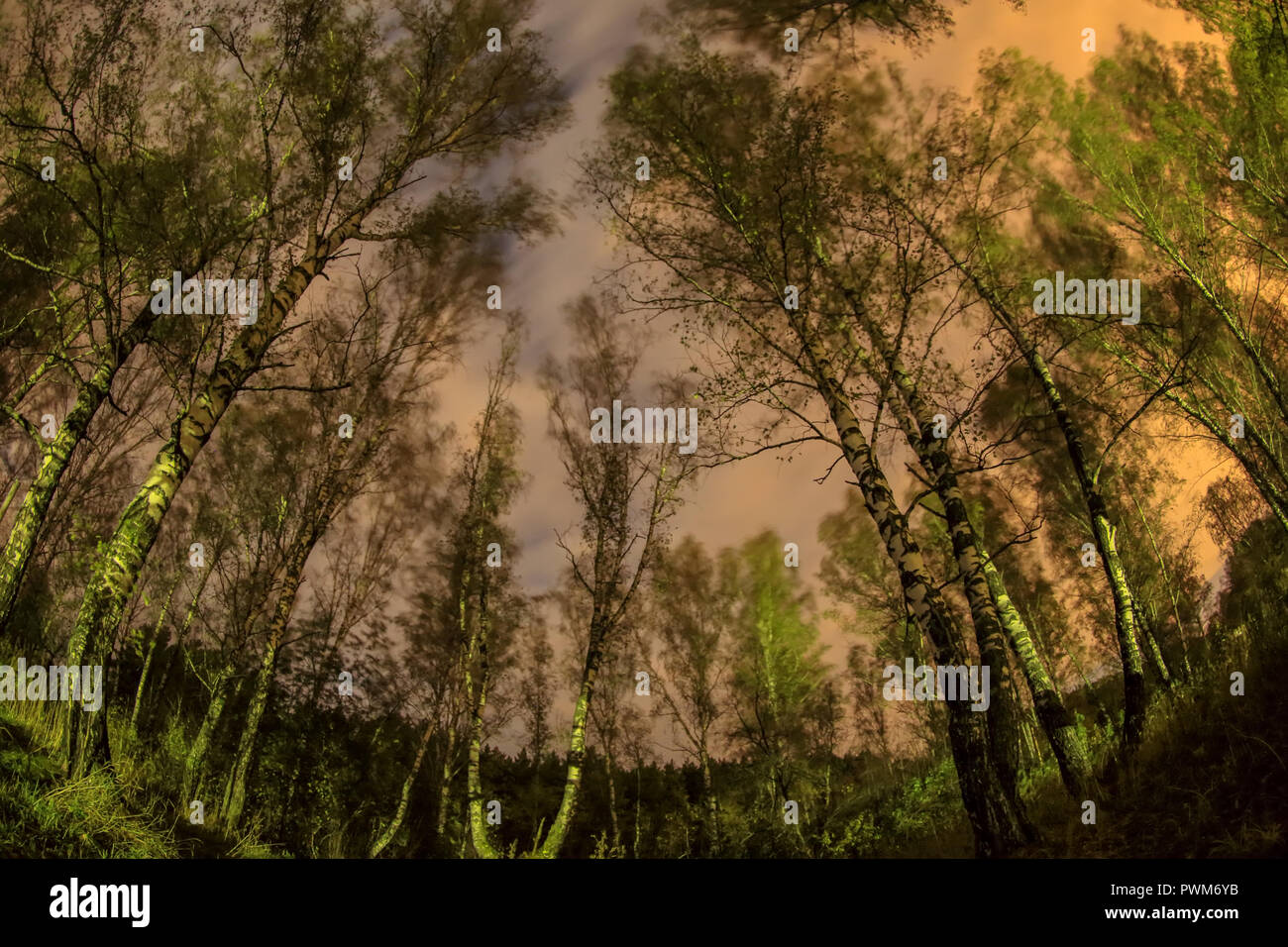 Moonlight and birch trees hi-res stock photography and images - Alamy