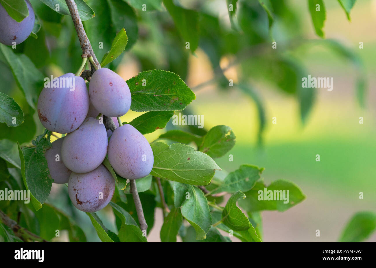 Plump Plums clump up on the branch in a fertile orchard food production ...