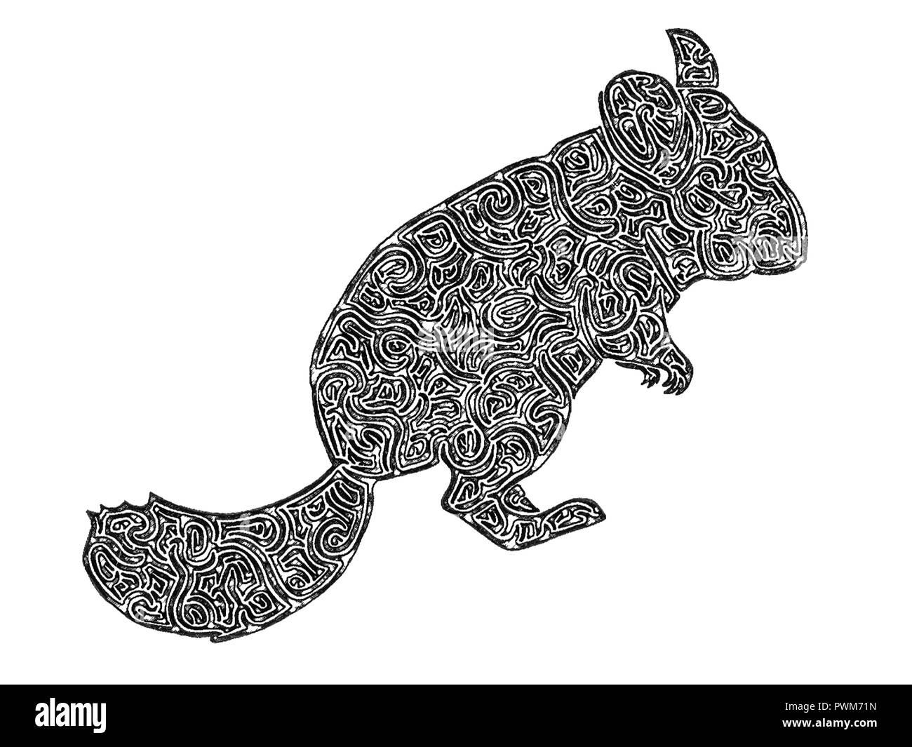 Beautiful Chinchilla Black and White Stock Photos & Images - Alamy