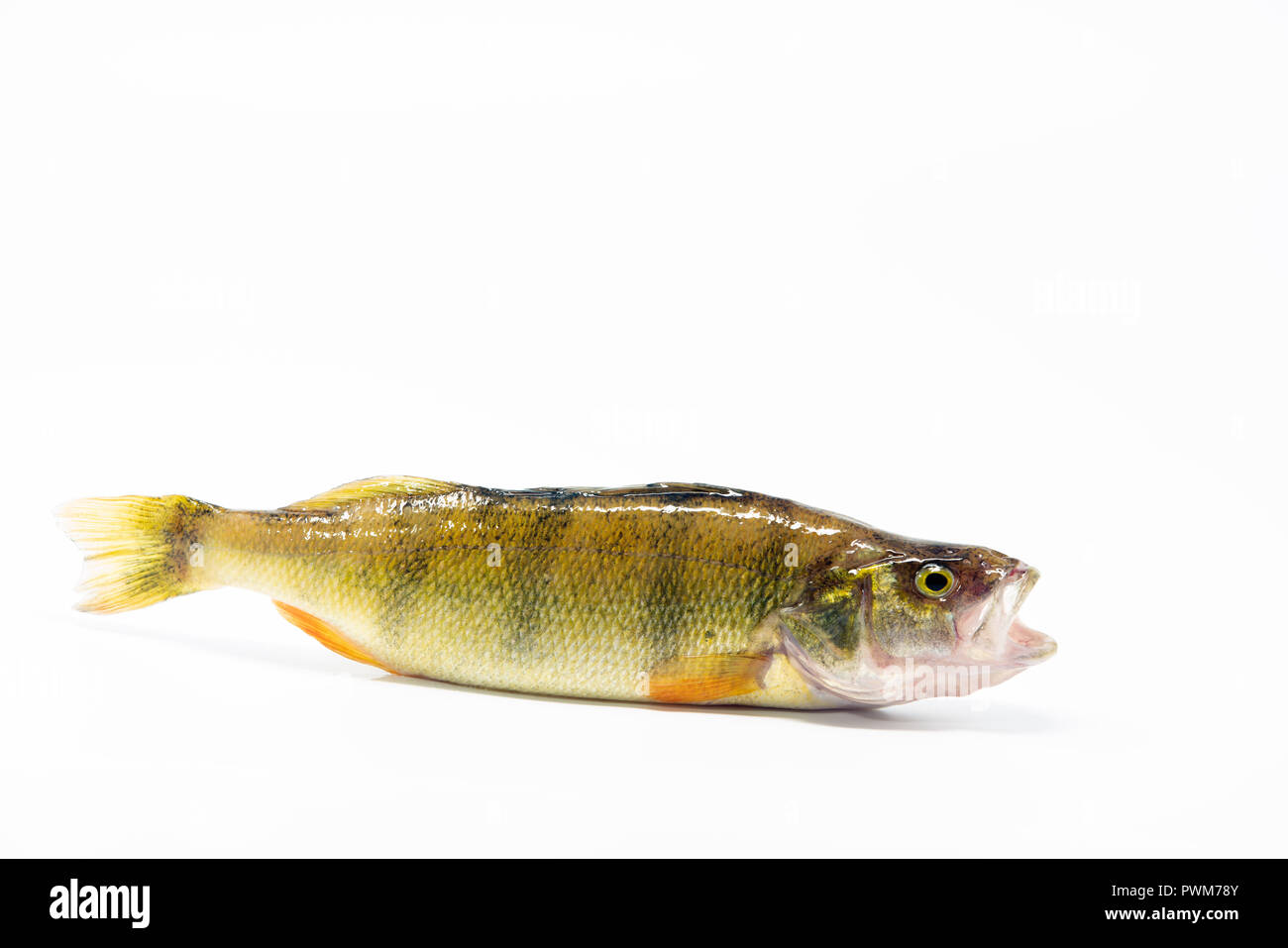 Fresh river trout, isolated on white background Stock Photo - Alamy