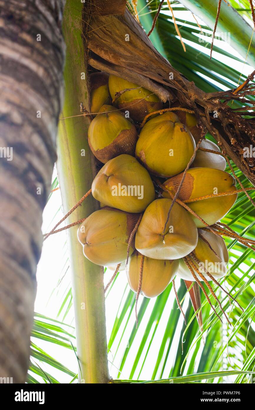 Cocoa nut palm tree hi-res stock photography and images - Alamy