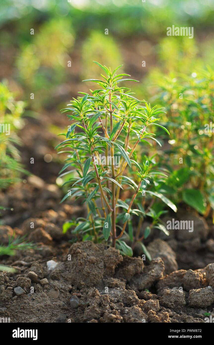 Savory growing in the field Stock Photo - Alamy