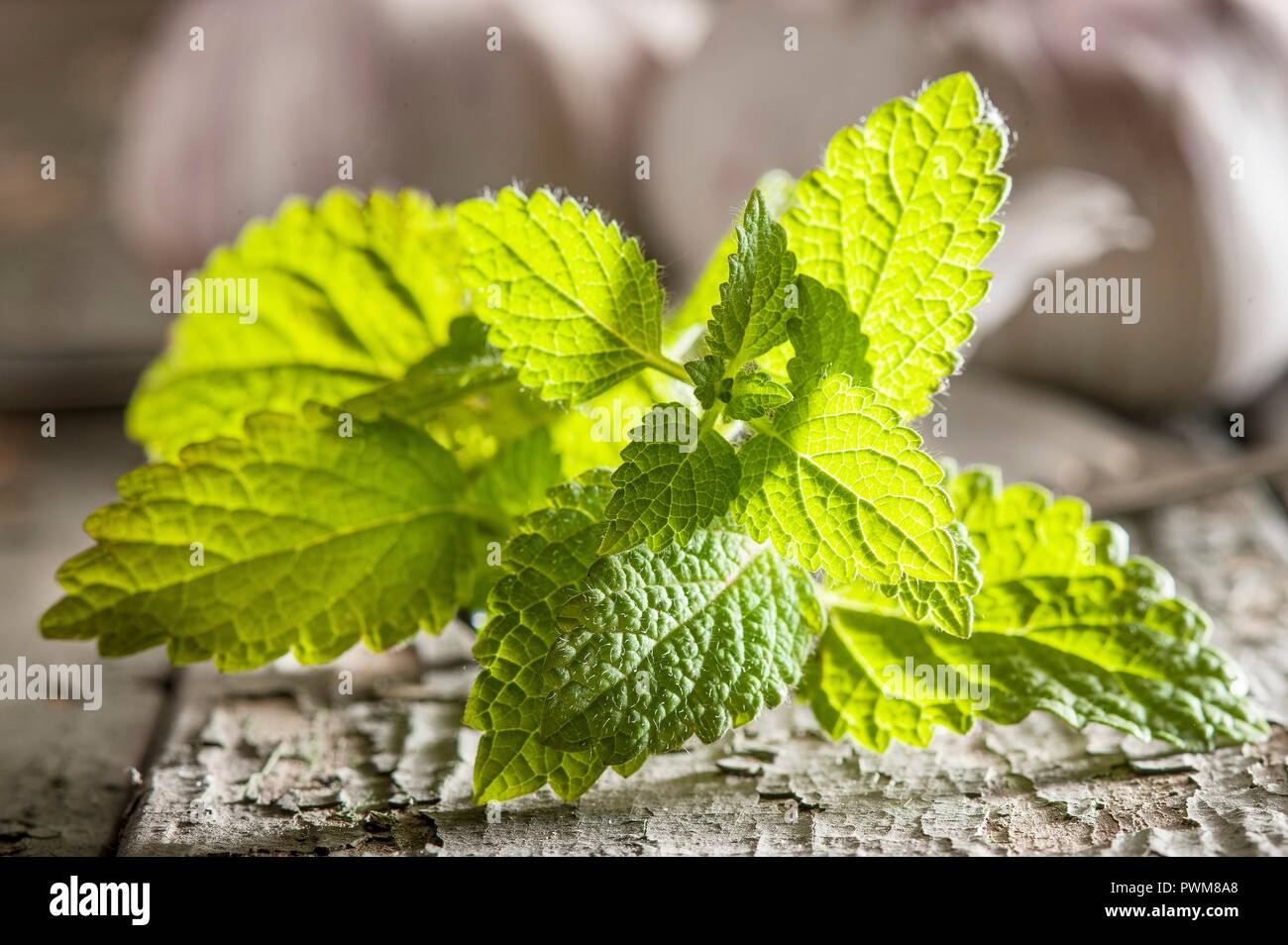 Fresh mint (close-up Stock Photo - Alamy