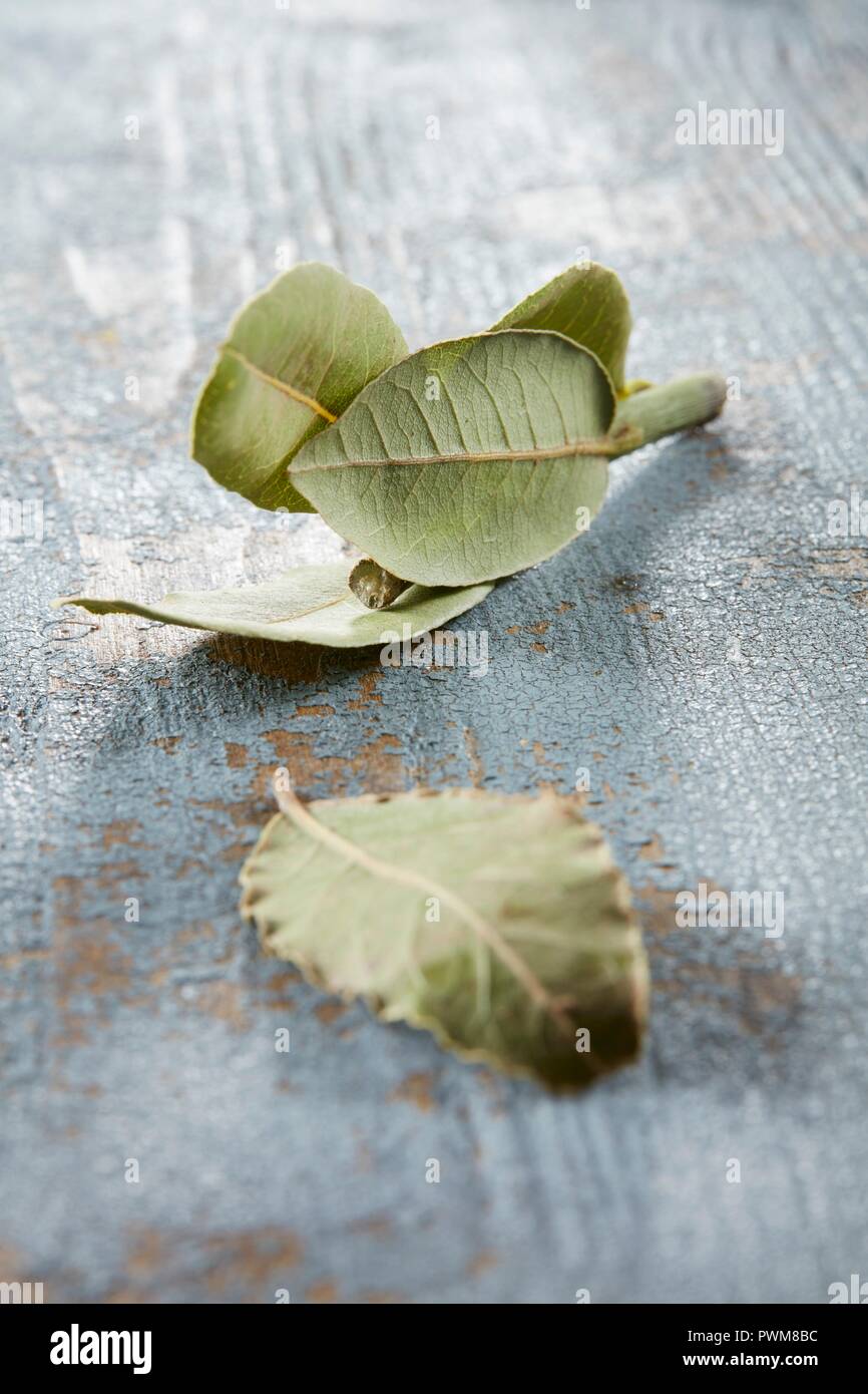 Dried bay leaves on a blue wooden background Stock Photo - Alamy