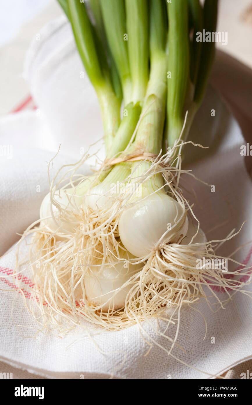 Bundle of onions hi-res stock photography and images - Alamy