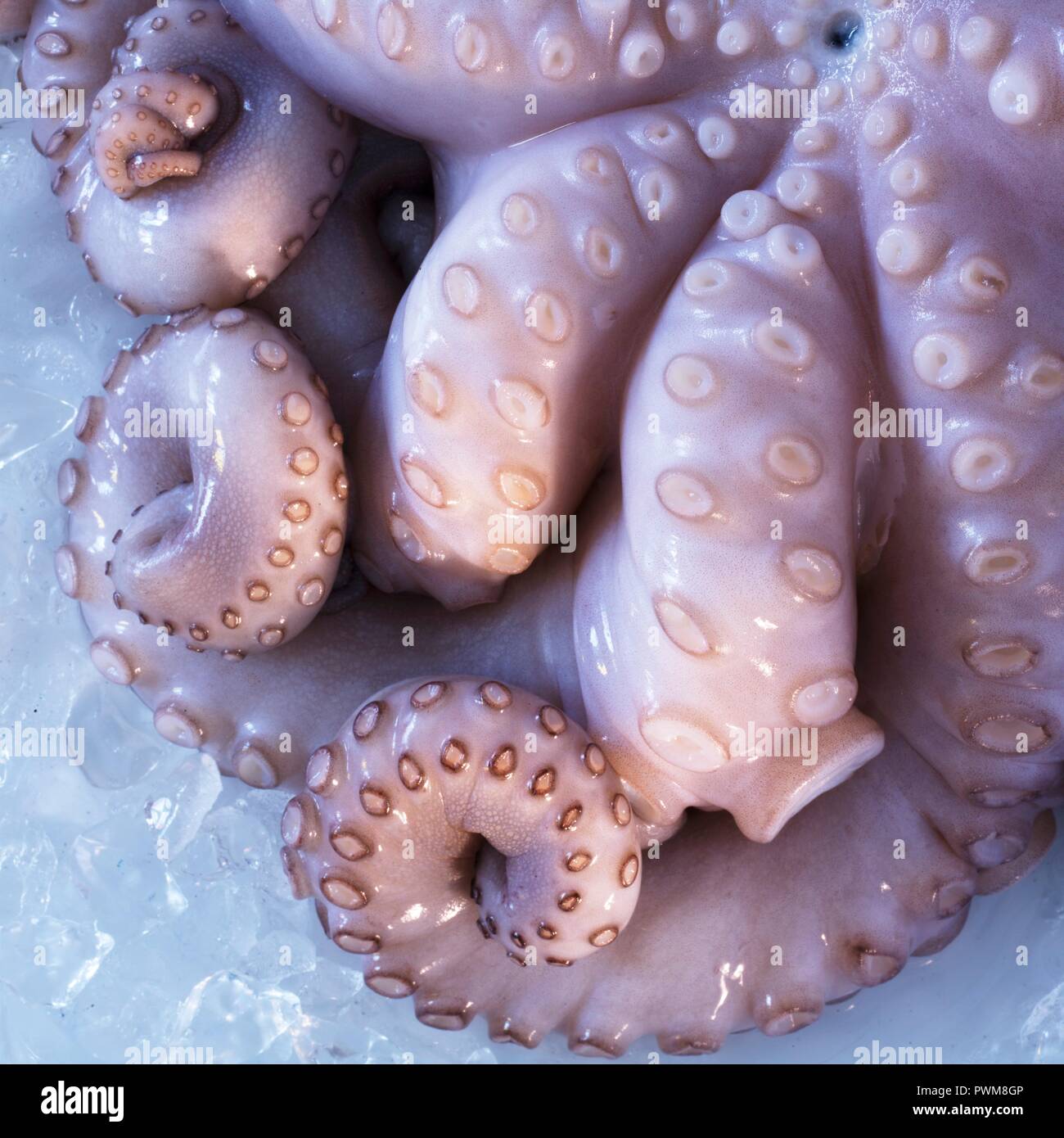 Octopus details hi-res stock photography and images - Alamy