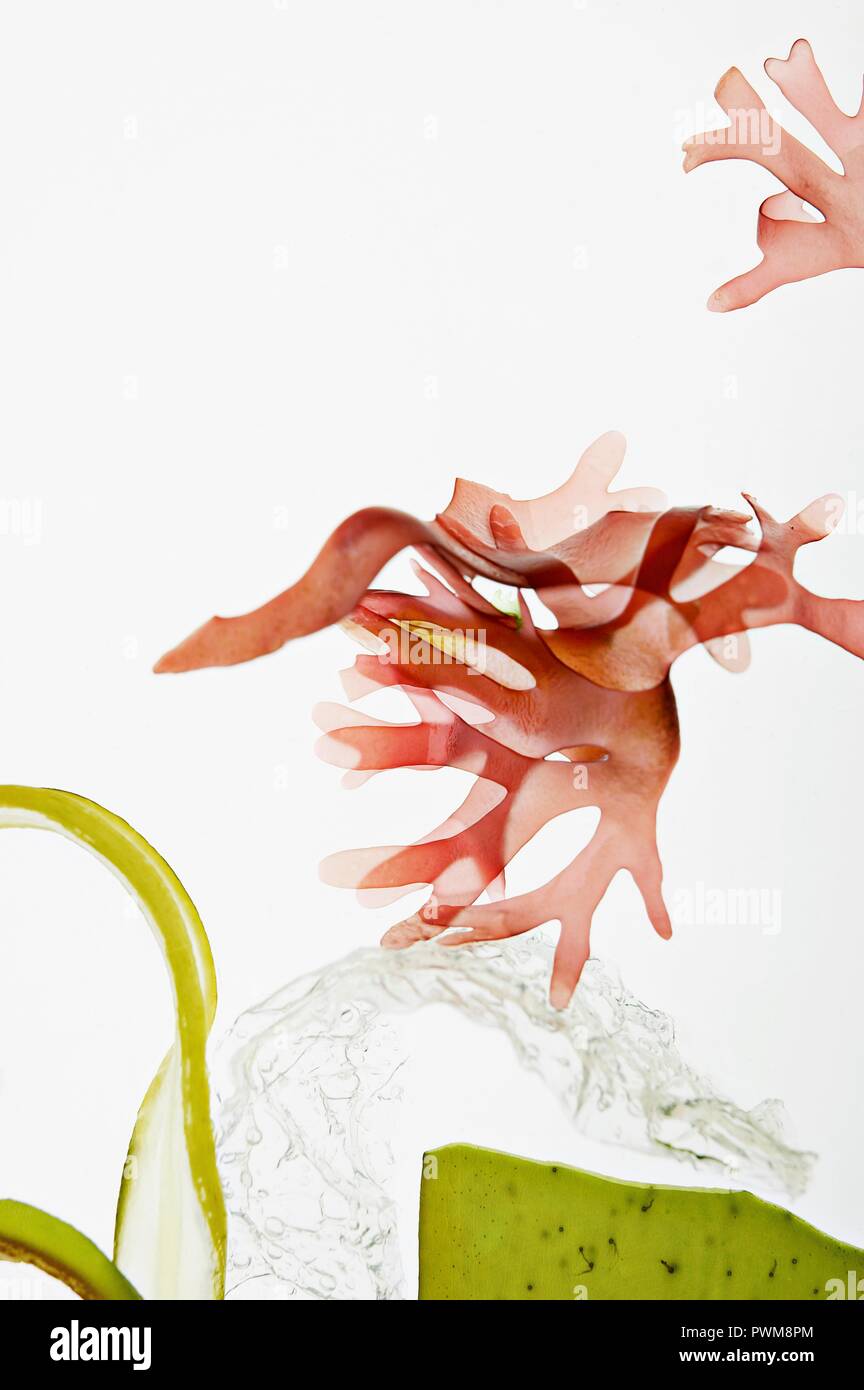 Varieties of seaweed Stock Photo - Alamy