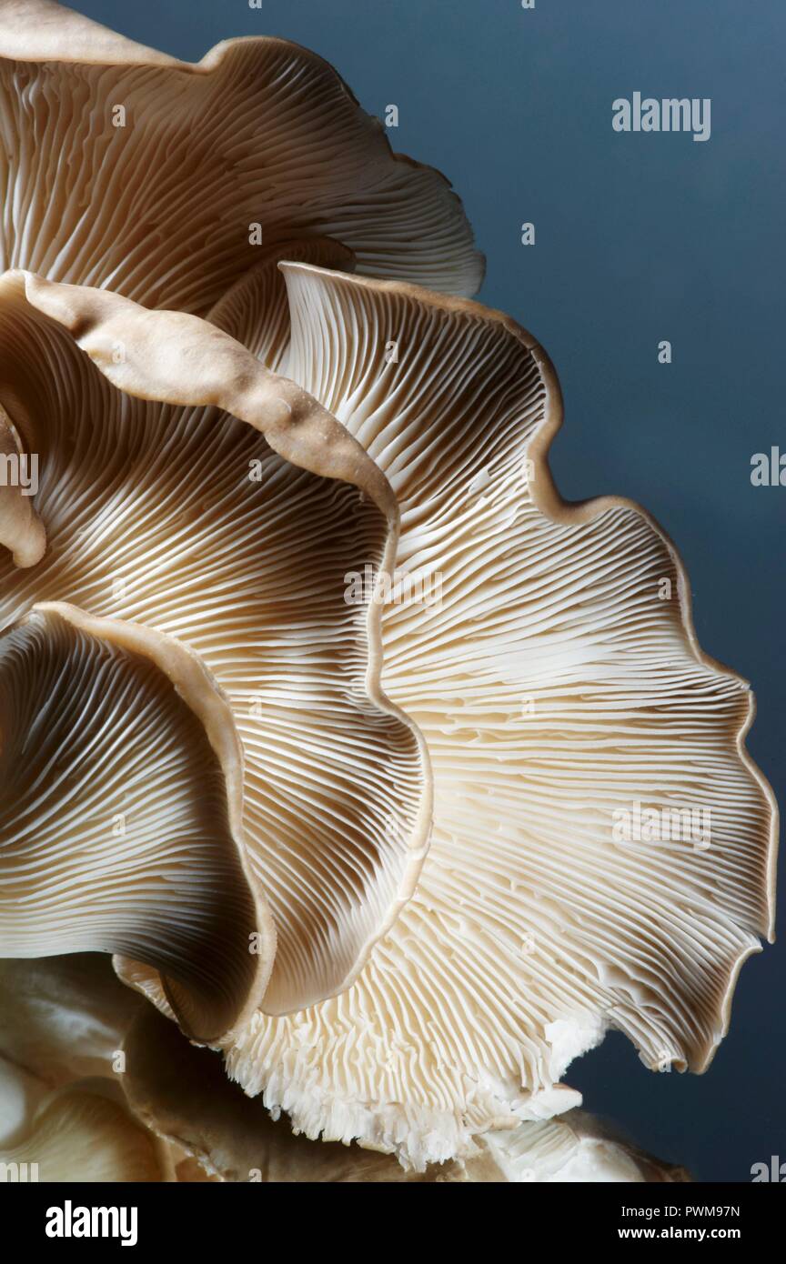 Brown Oyster Mushroom; Close Up Stock Photo - Alamy