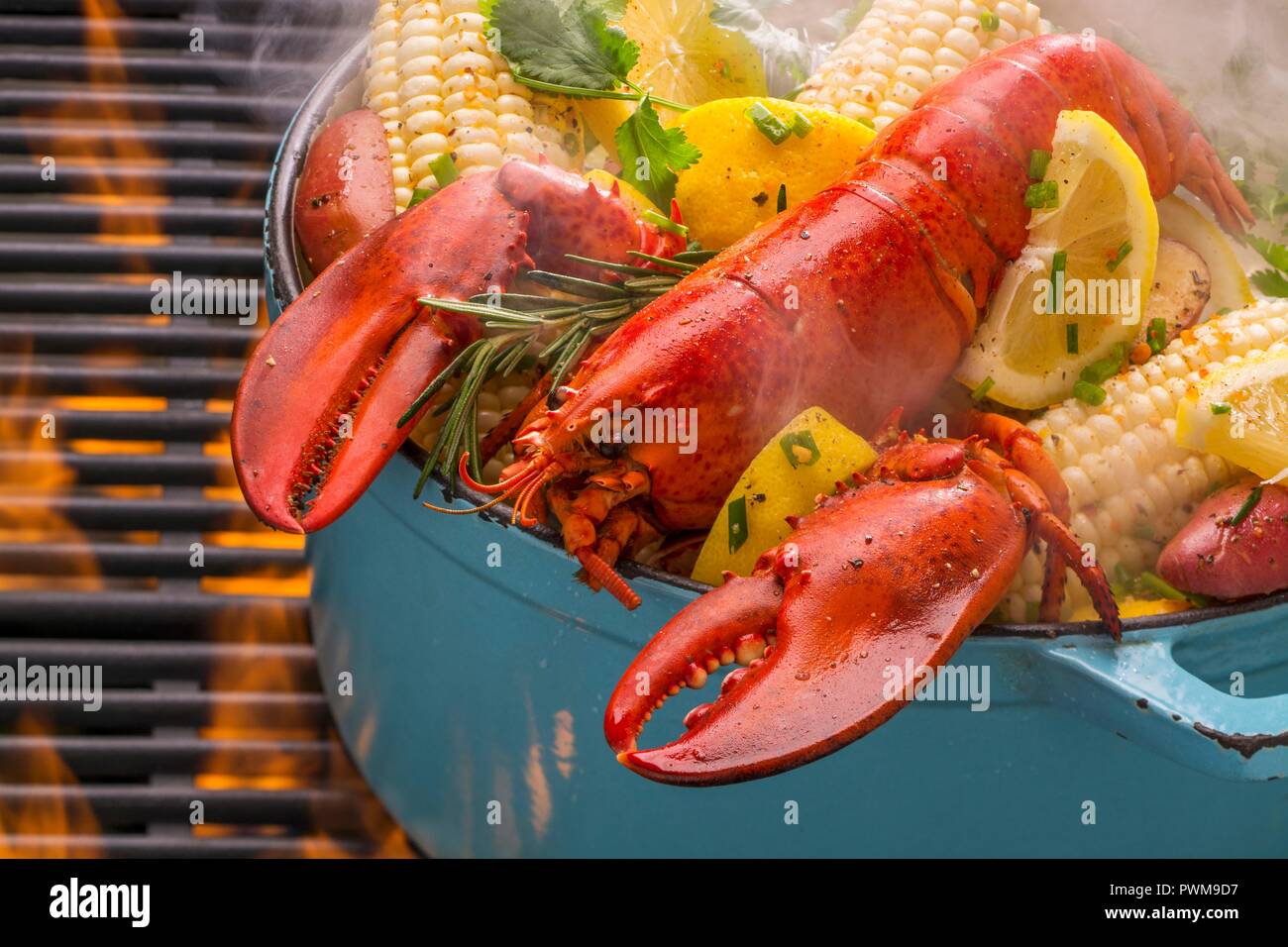 Steamed lobster in a pot with corn cobs, potatoes, lemons, coriander ...