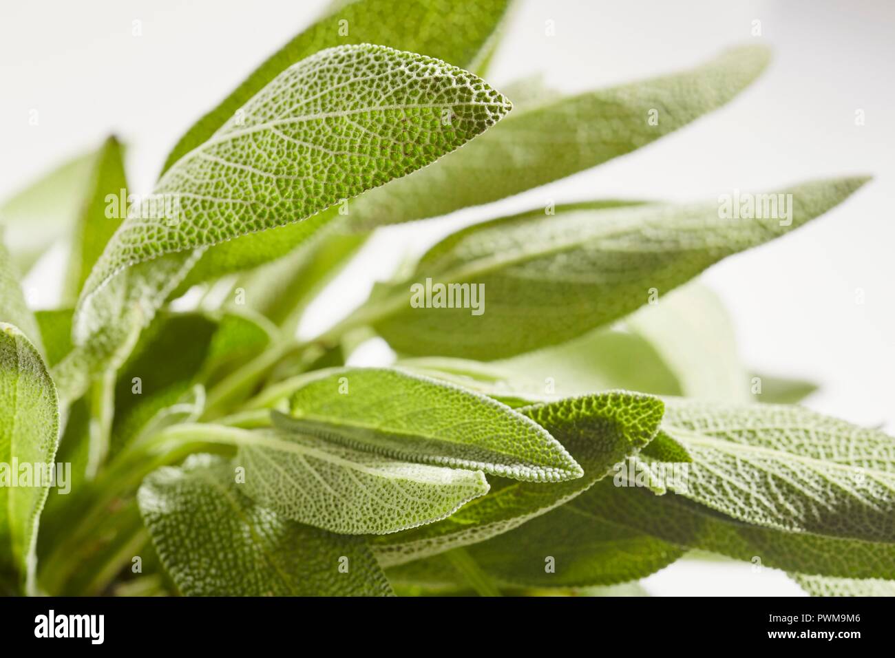 Fresh sage leaves Stock Photo - Alamy