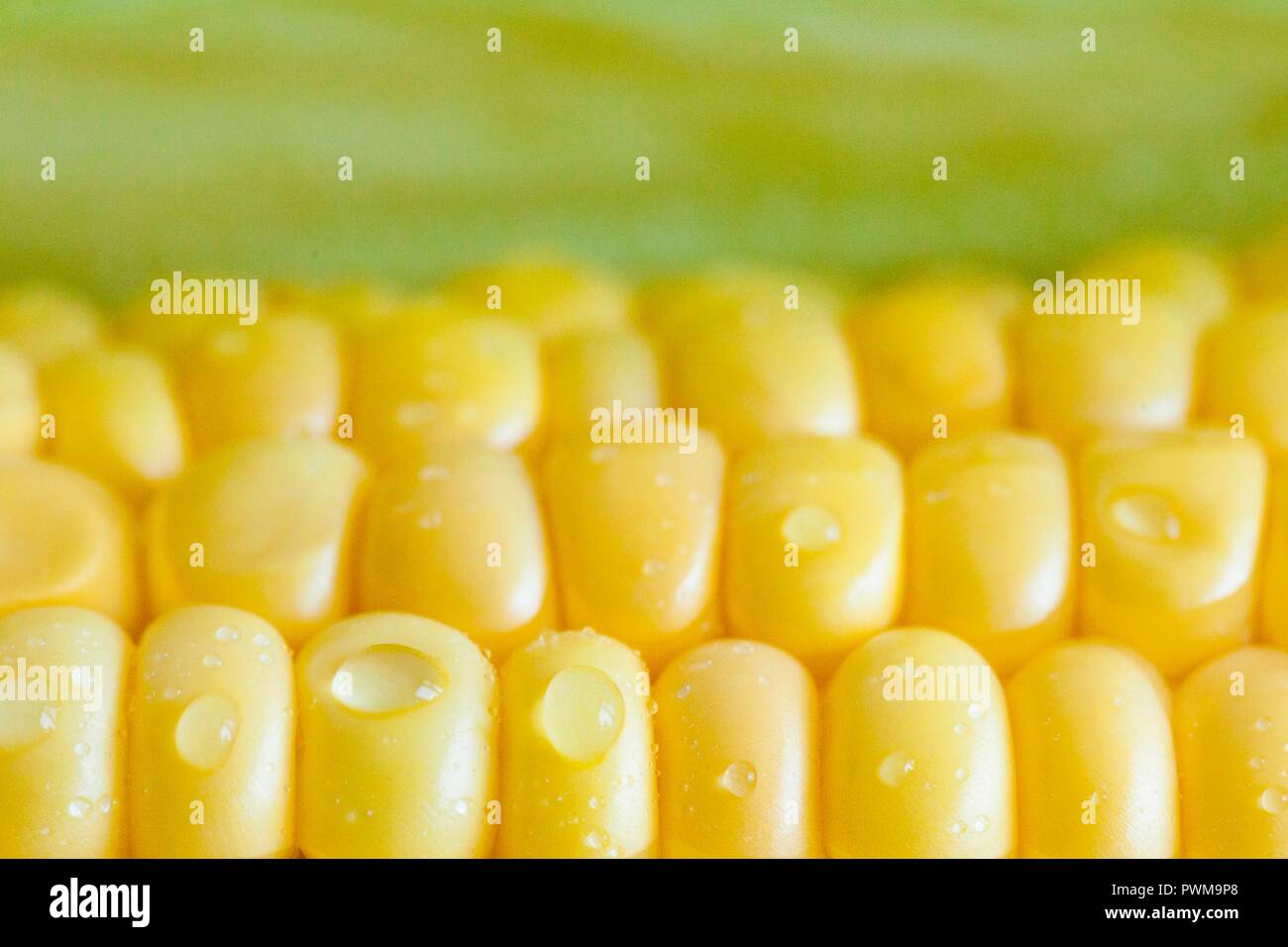 Corn on the cob with water droplets (close-up Stock Photo - Alamy