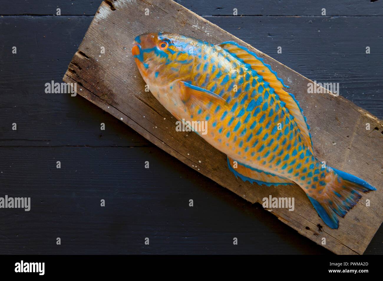 Parrot fish eye hi-res stock photography and images - Alamy