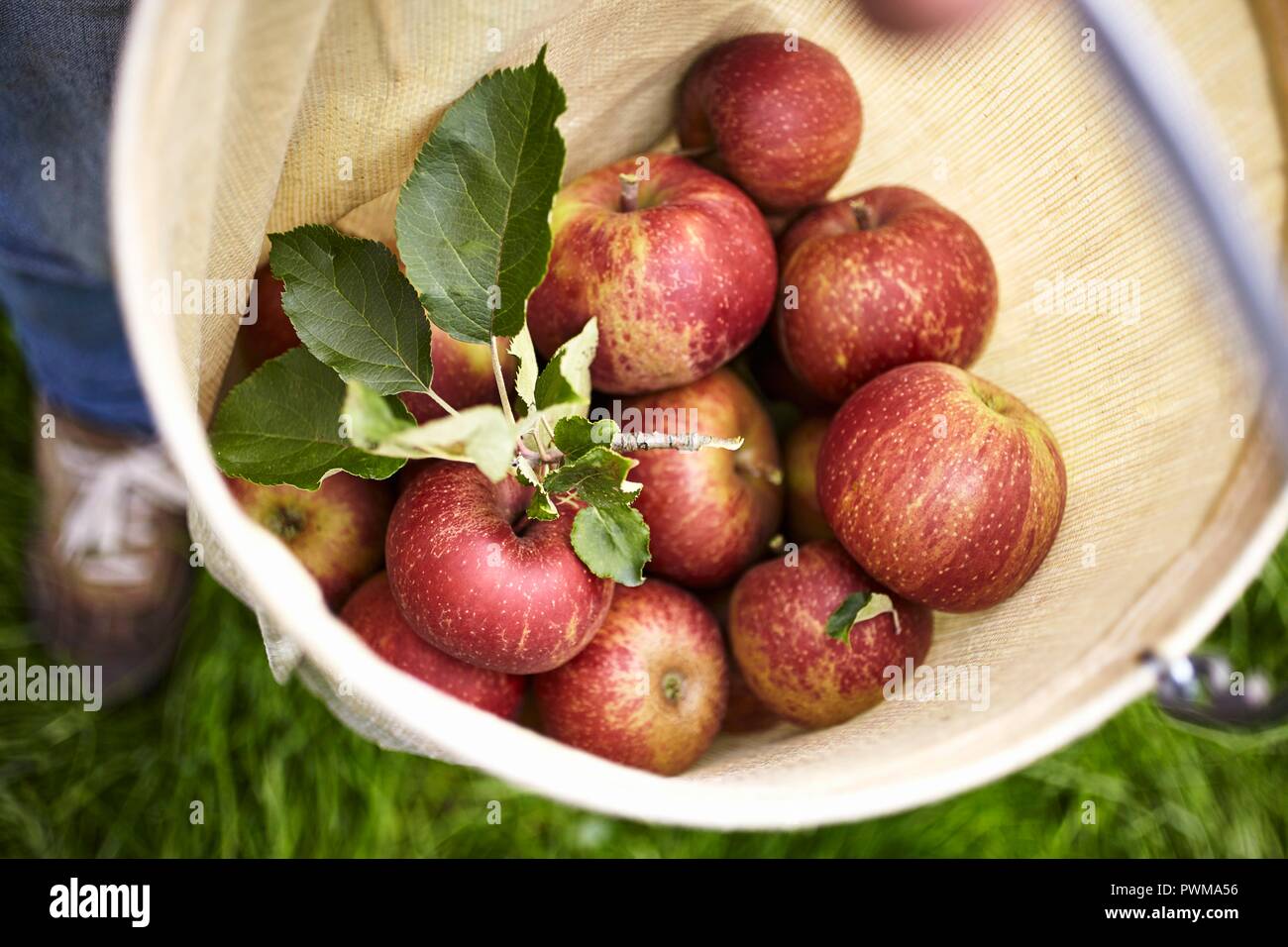 Freshly harvested apples in a net Stock Photo - Alamy