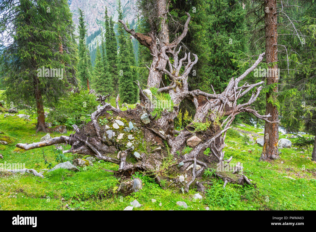 The roots of a fallen old tree, covered with earth, stones and grass ...