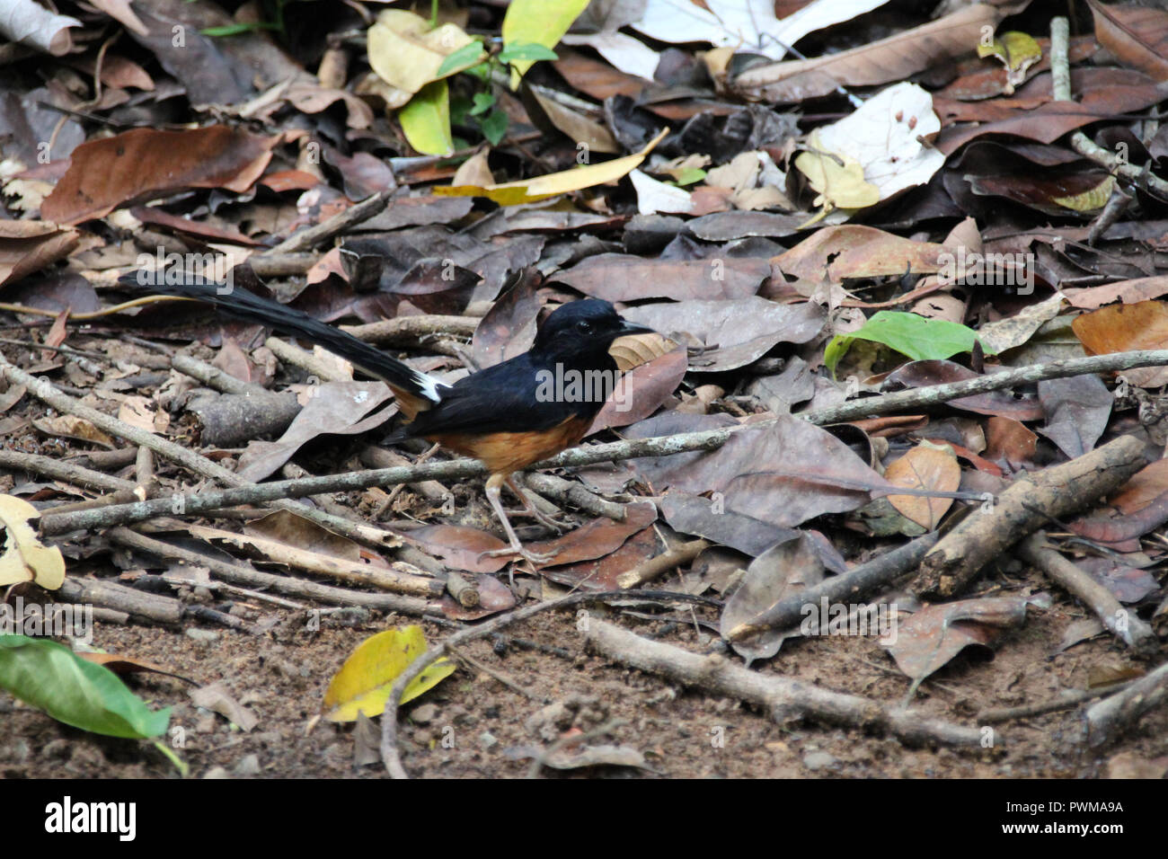 Pulau ubin wildlife hi-res stock photography and images - Alamy