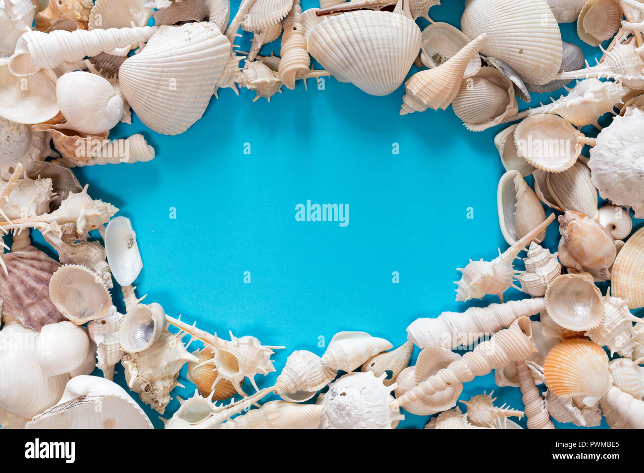 Oval Seashells flat lay pattern on blue background, sea vacation ...