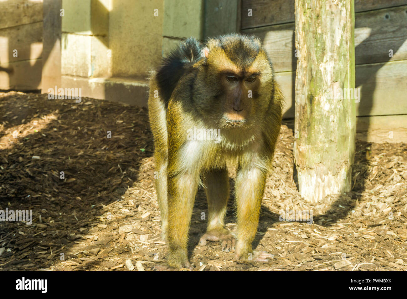 Monkey standing hi-res stock photography and images - Alamy