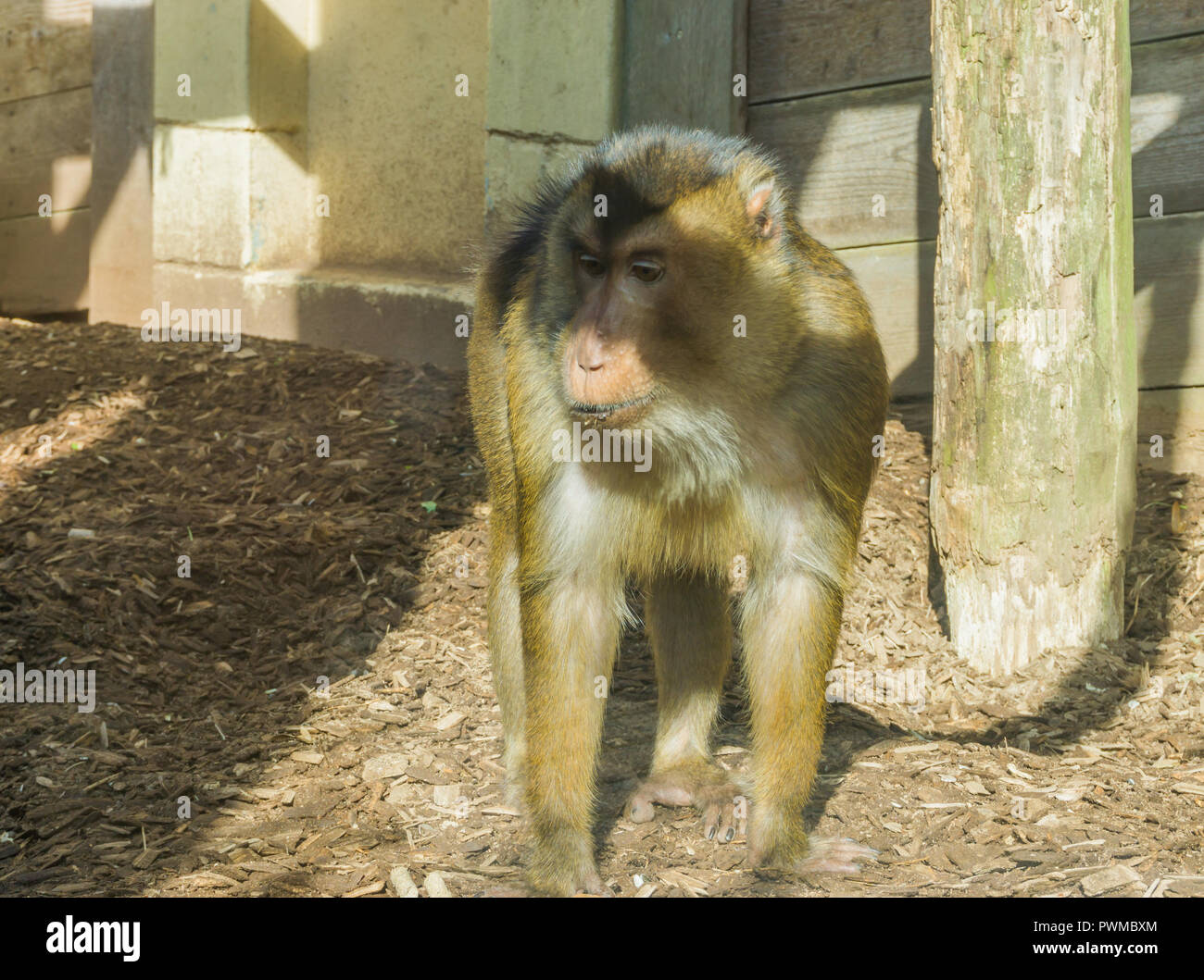 Brown macaque monkey standing next to a wooden pole looking bored and a ...