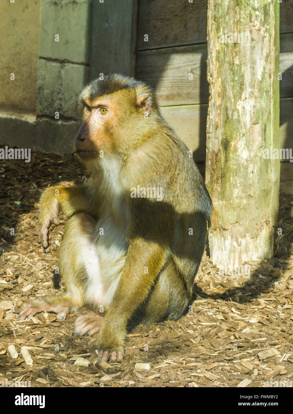 Angry macaque hi-res stock photography and images - Alamy