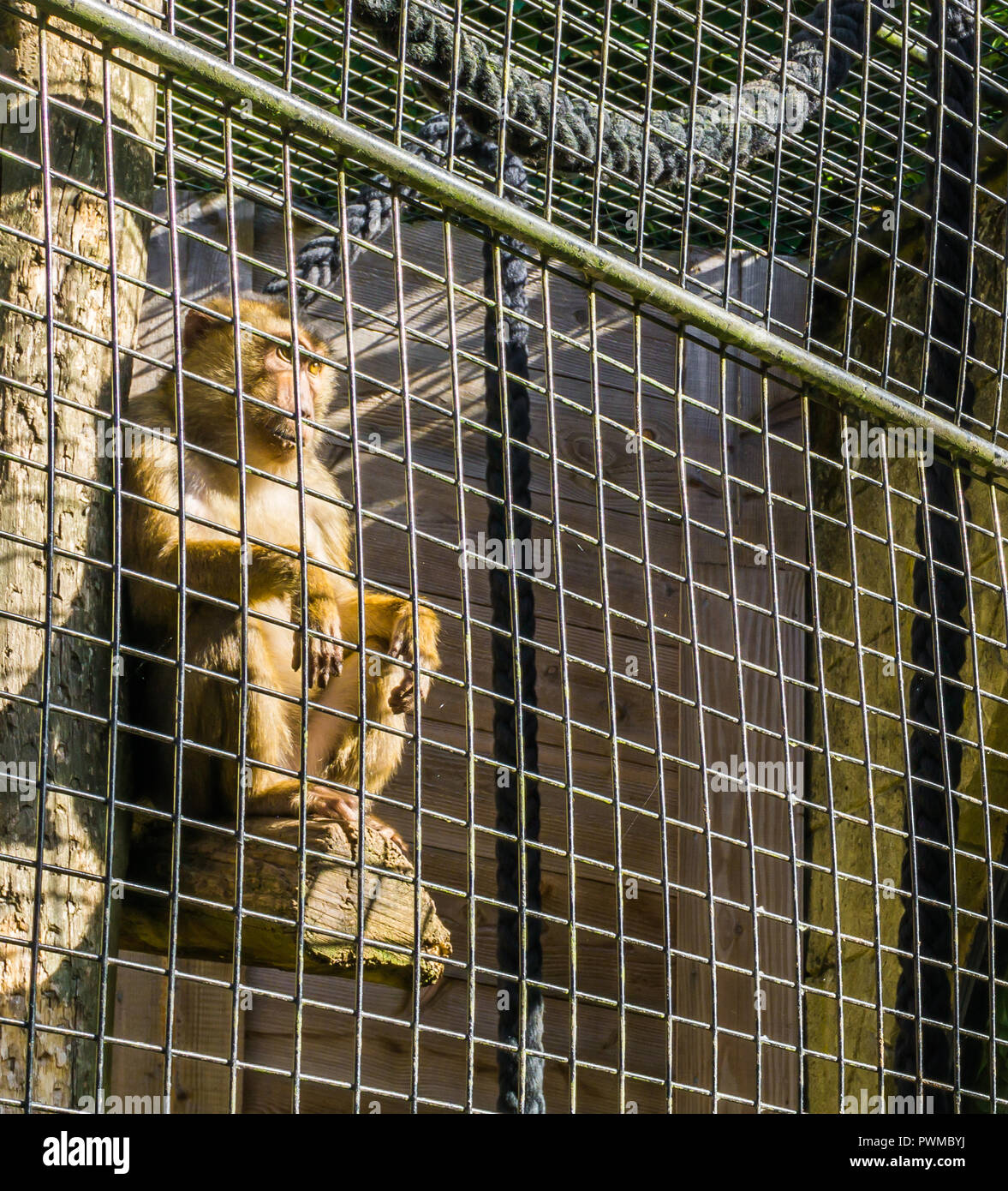 Caged brown macaque monkey behind metal fence cage sitting in a pole ...