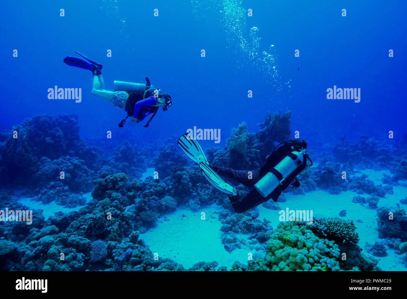 Diving the Red Sea Stock Photo - Alamy
