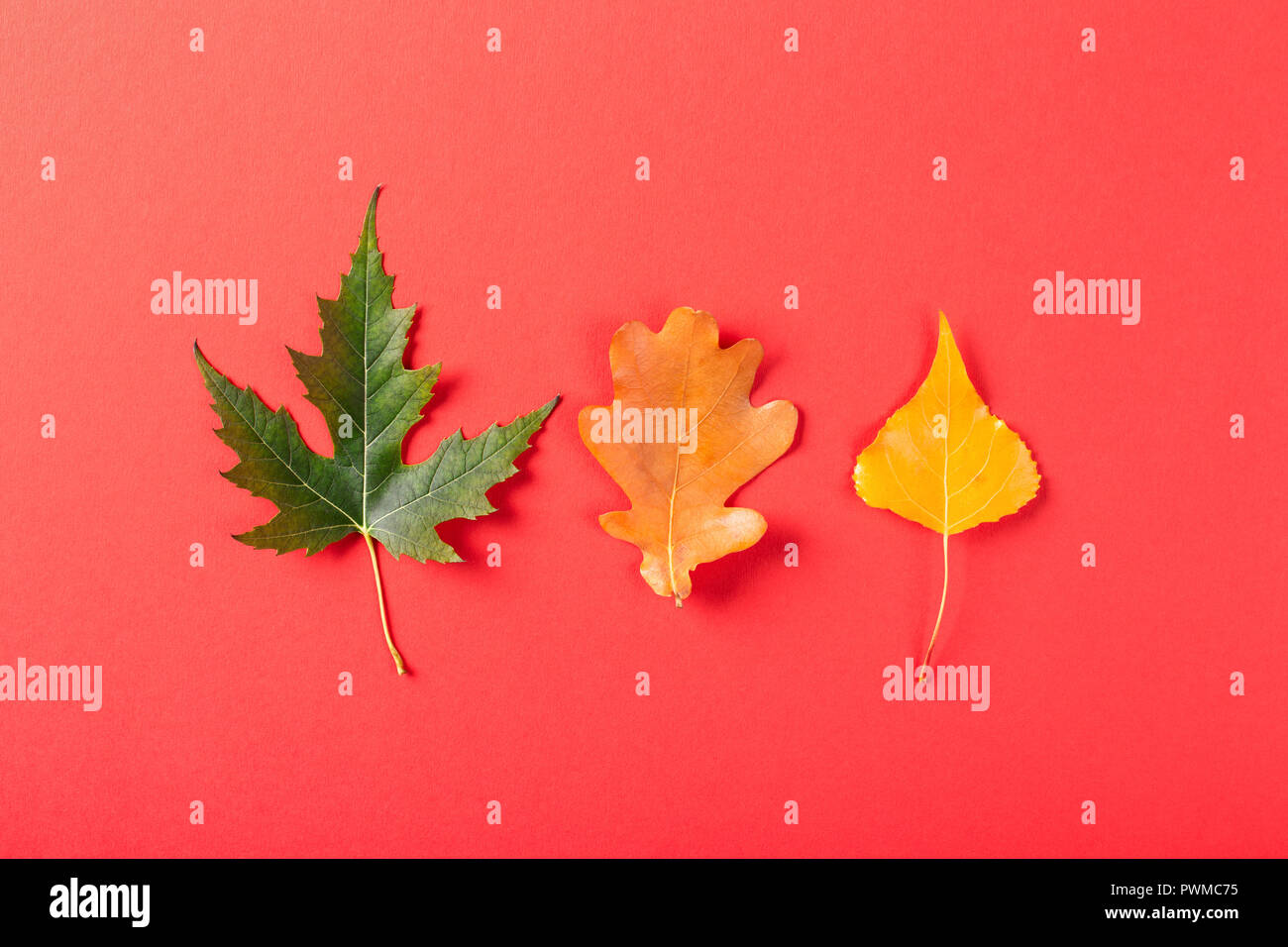 Three leaves on red background. Leaves of maple, oak and poplar. Top ...