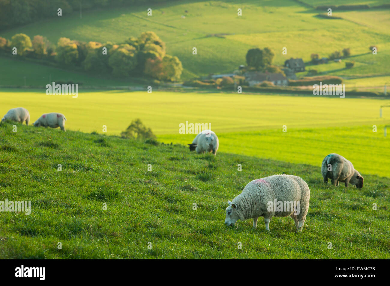 Sheep grazing rolling english countryside hi-res stock photography and ...