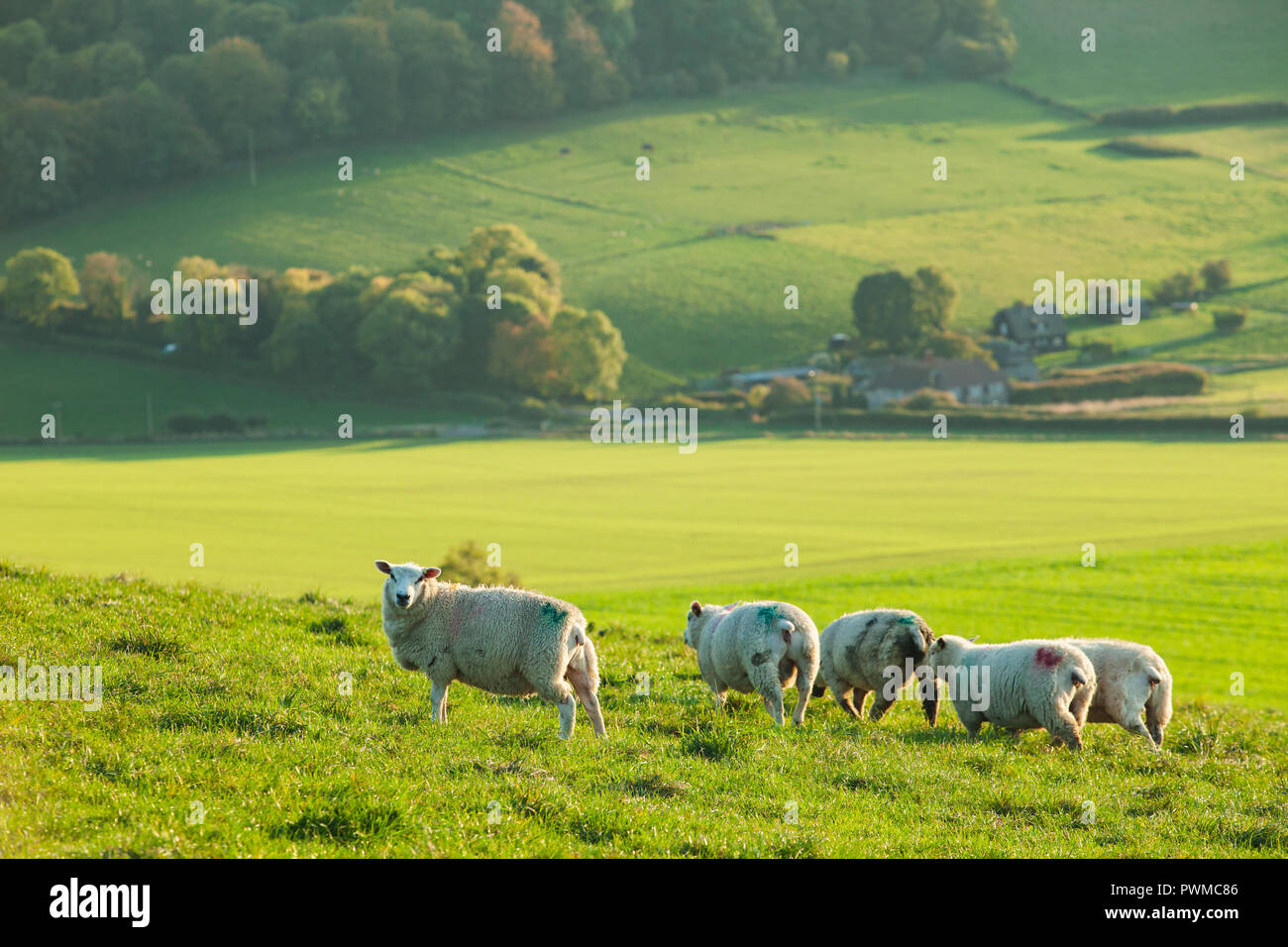 English pastoral scene hi-res stock photography and images - Alamy