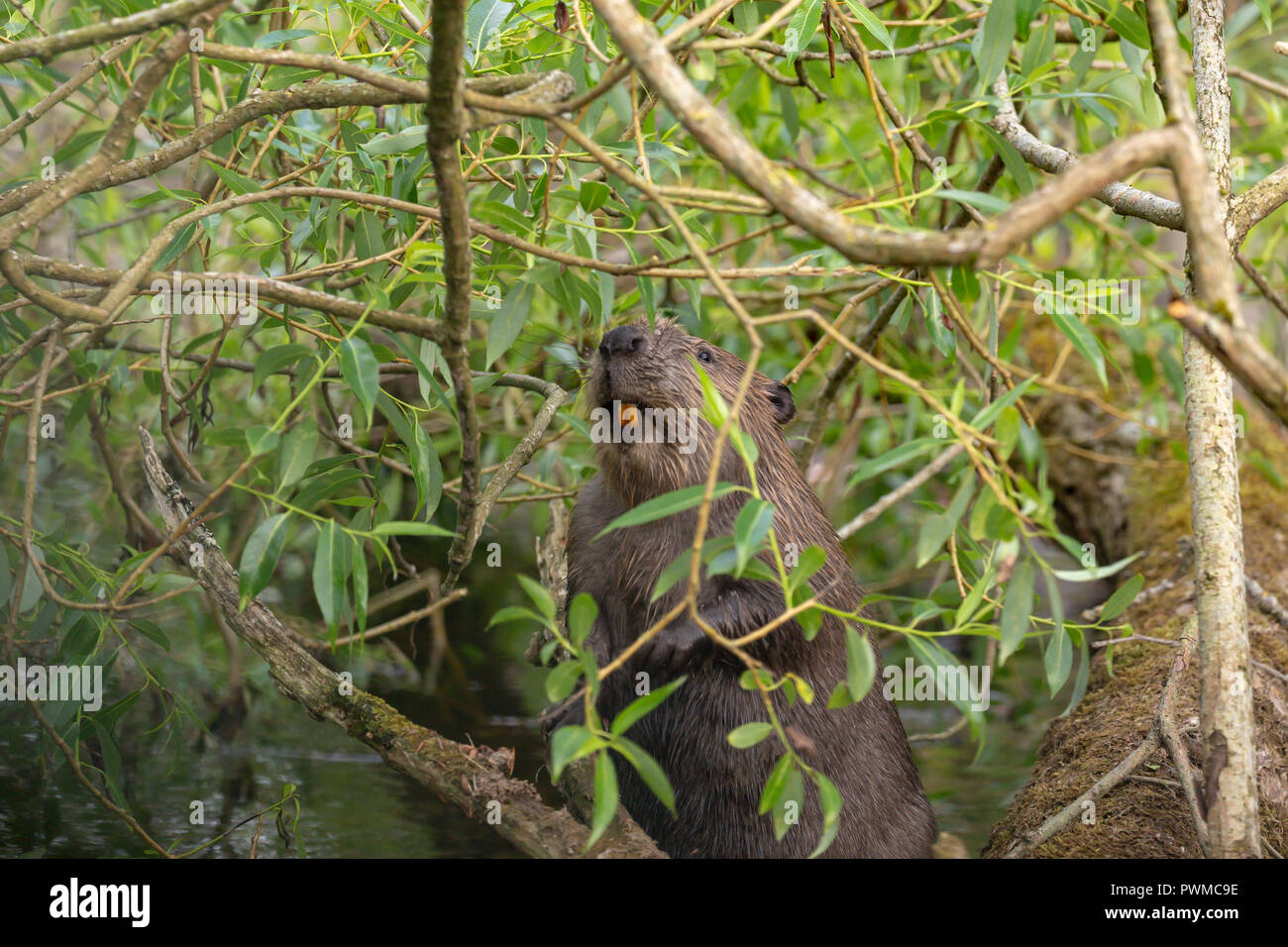 Beaver castor fiber teeth hi-res stock photography and images - Alamy