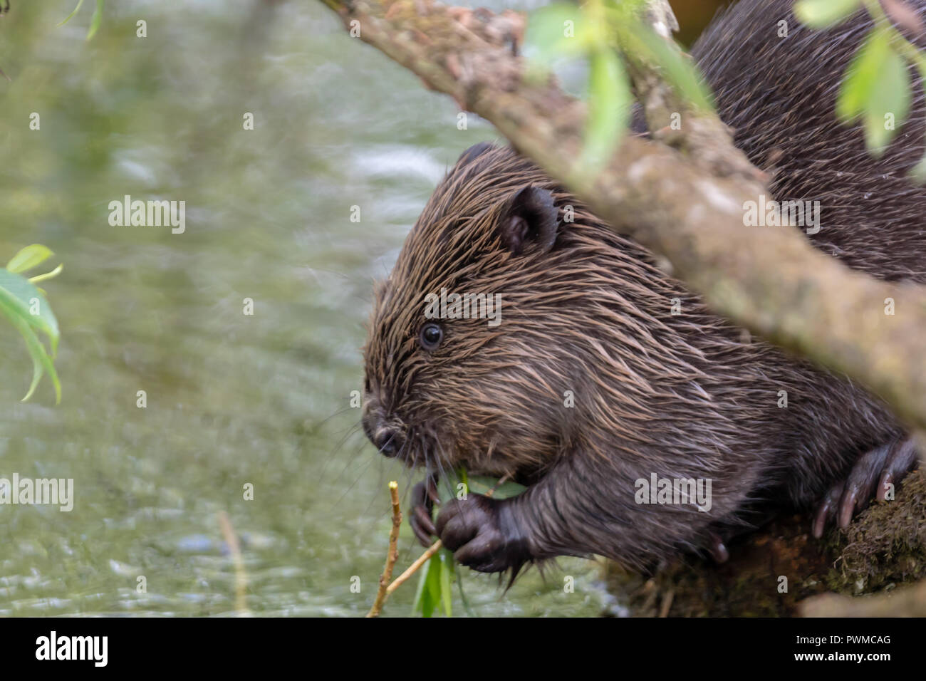 Castor fiber hi-res stock photography and images - Alamy