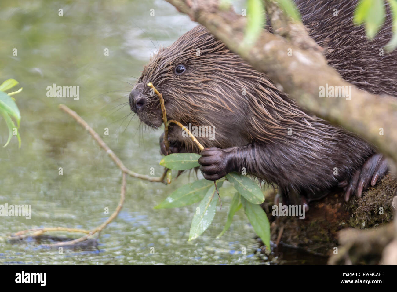 Natural Red Beavers
