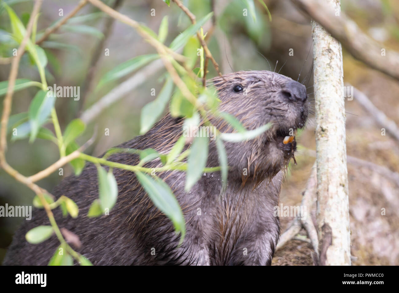 Castor fiber teeth hi-res stock photography and images - Alamy