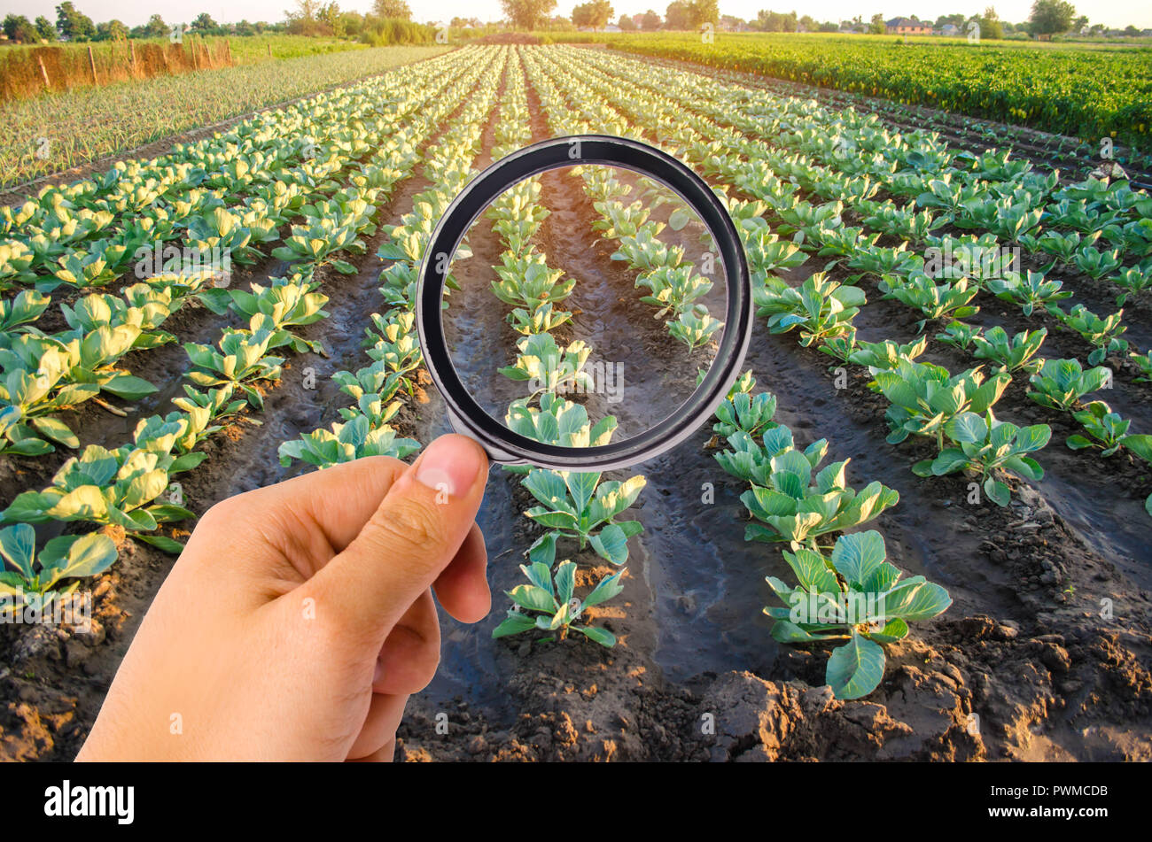 The food scientist checks the cabbage for chemicals and pesticides ...