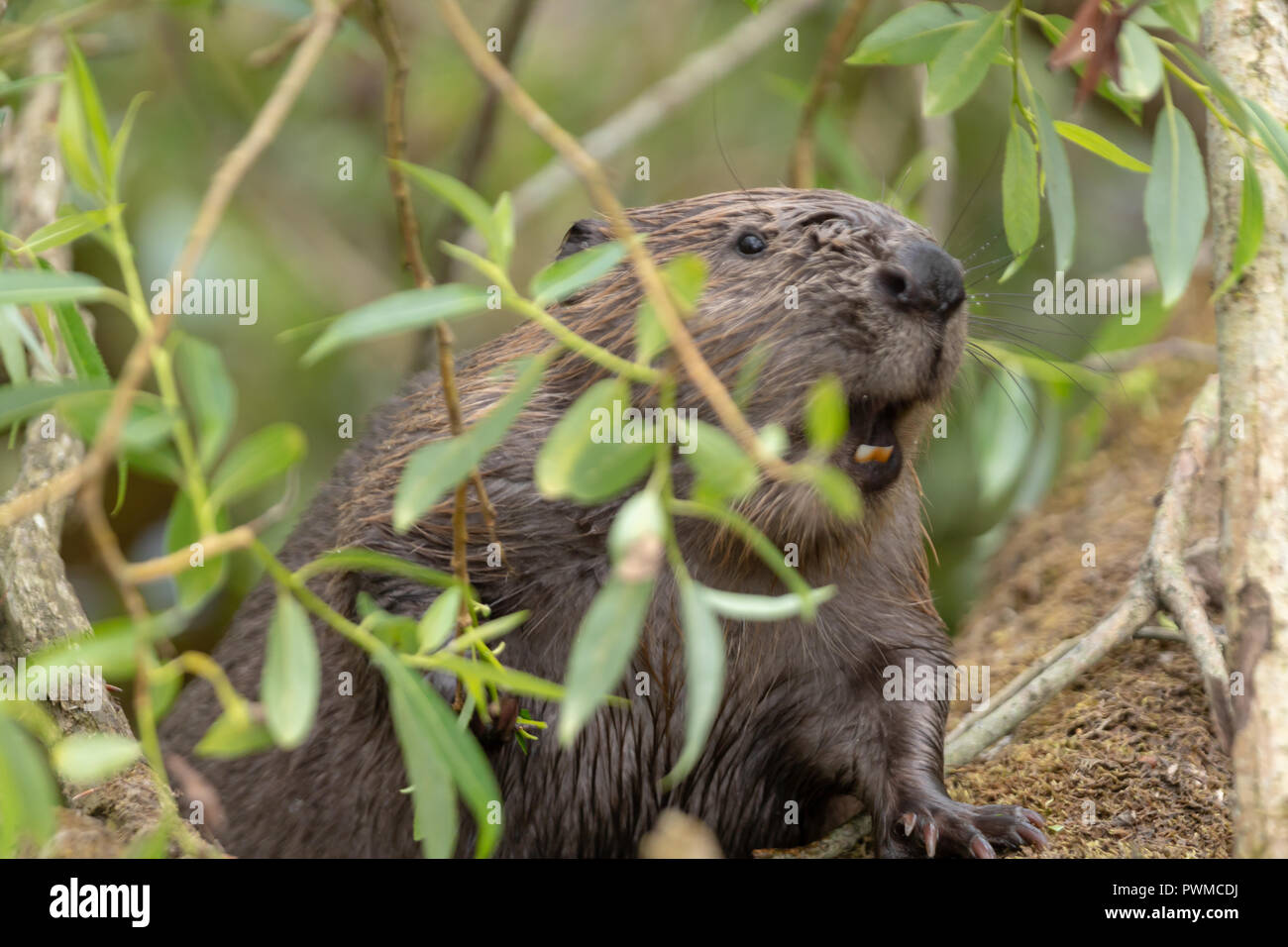 Beaver castor fiber teeth hi-res stock photography and images - Alamy