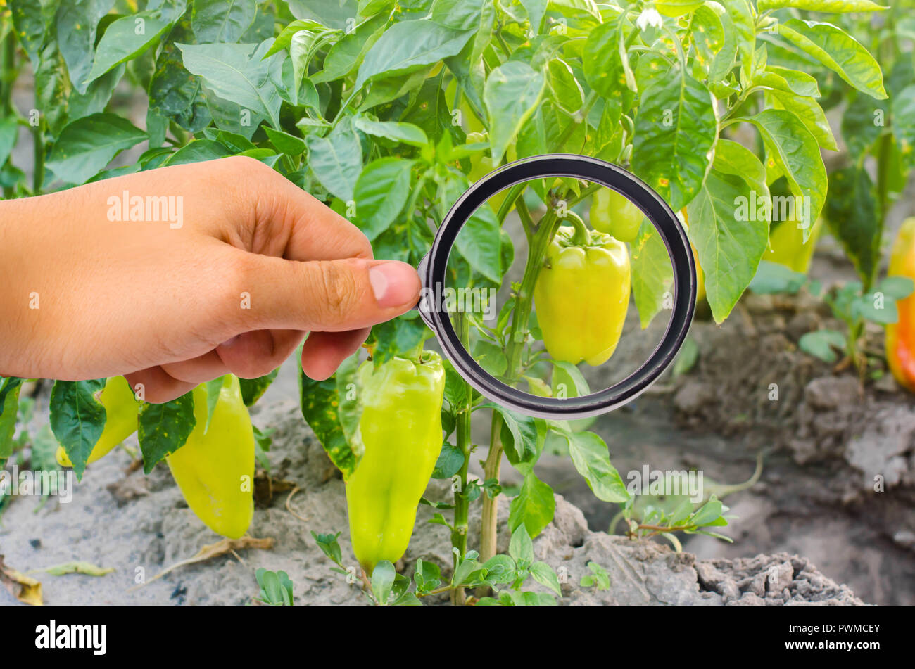 The food scientist checks the pepper for chemicals and pesticides ...