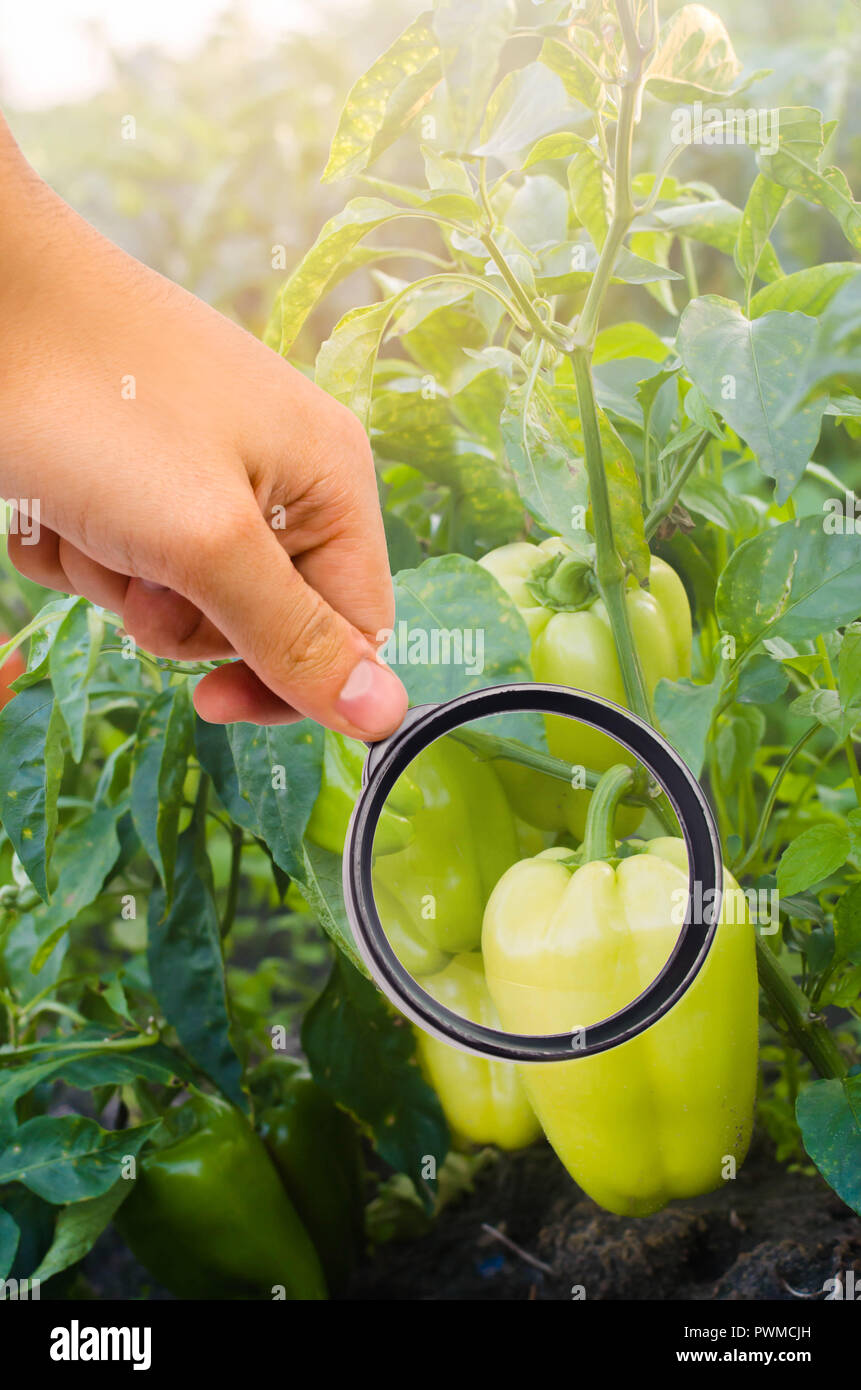 The food scientist checks the pepper for chemicals and pesticides ...