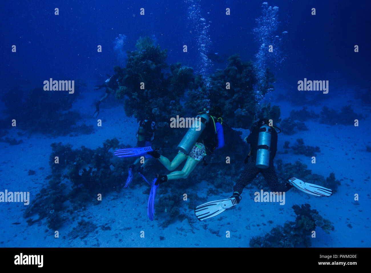 Diving the Red Sea Stock Photo - Alamy
