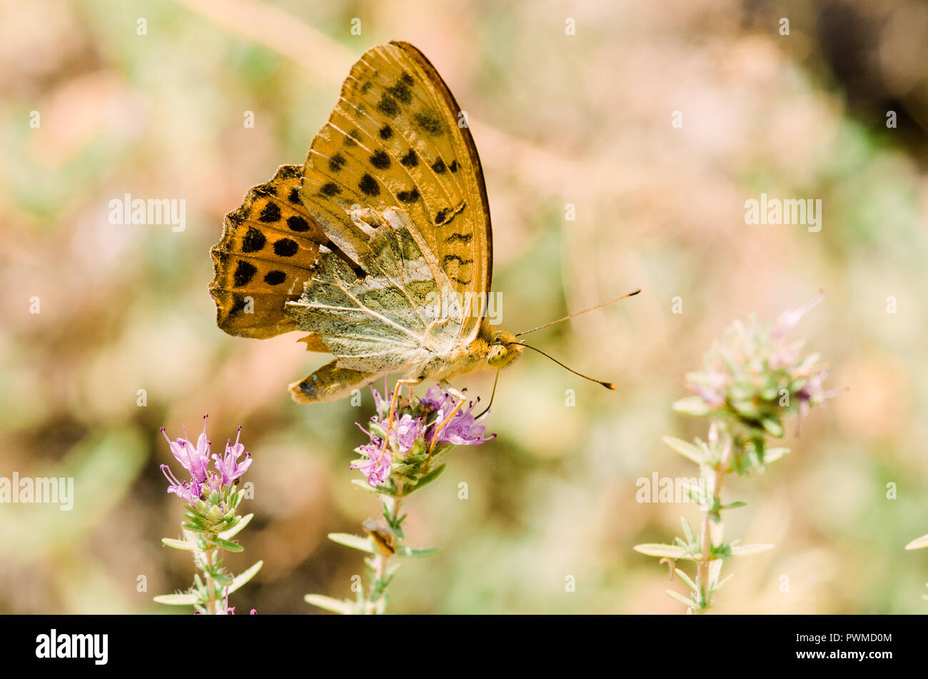 Mediterranean butterfly hi-res stock photography and images - Alamy