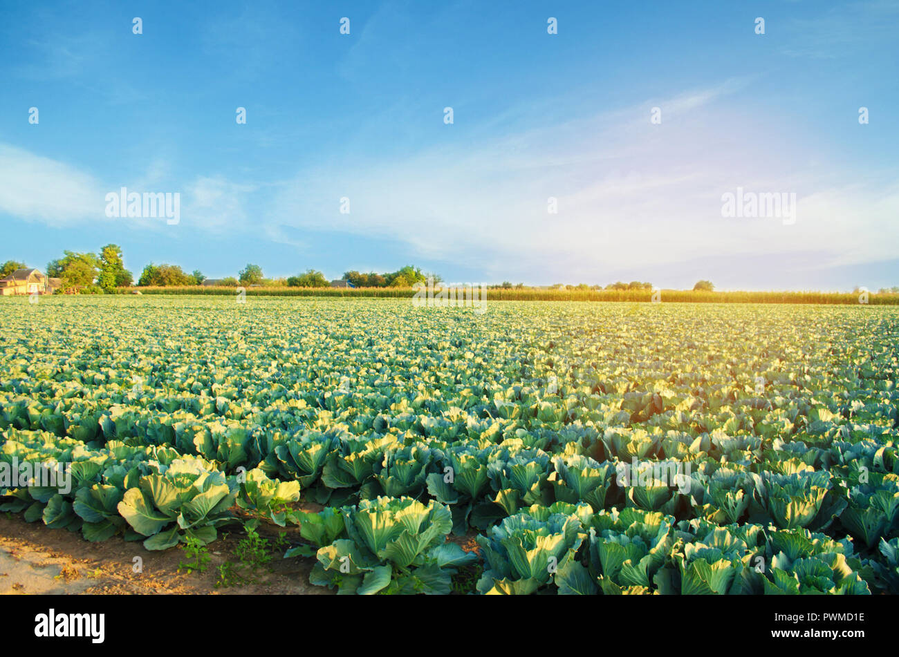 Cabbage plantations grow in the field. fresh, organic vegetables ...