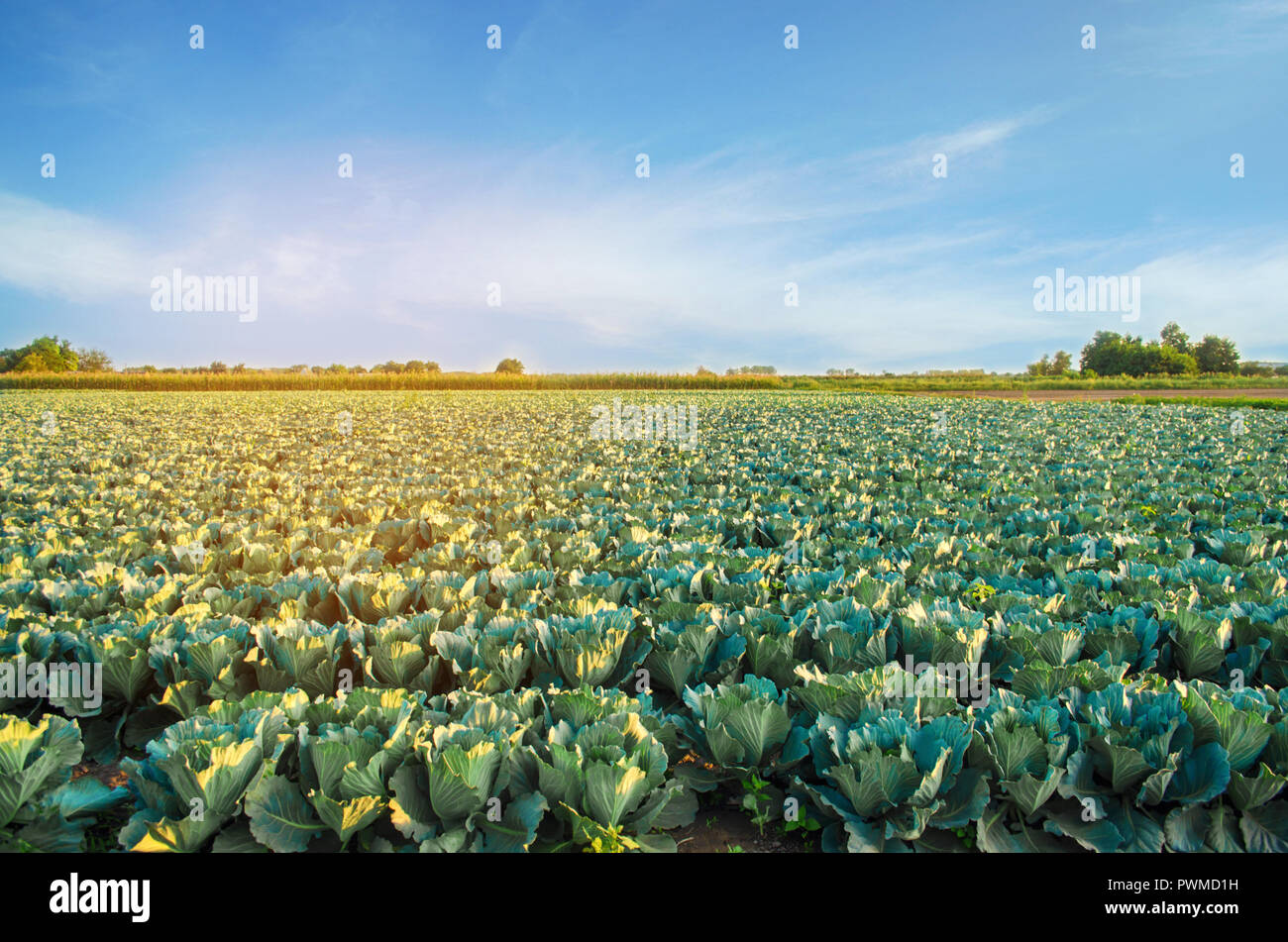 Cabbage plantations grow in the field. fresh, organic vegetables ...