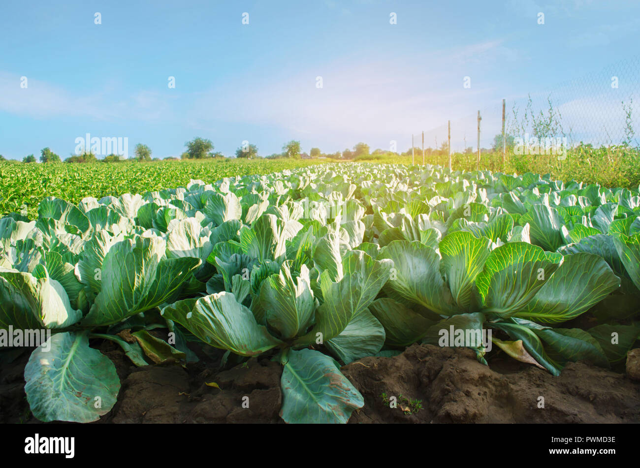 Cabbage plantations grow in the field. fresh, organic vegetables ...