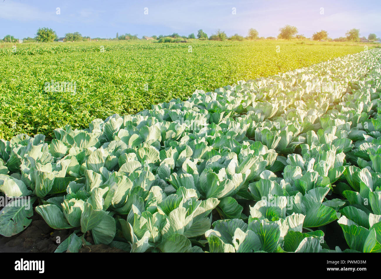 Cabbage plantations grow in the field. fresh, organic vegetables ...
