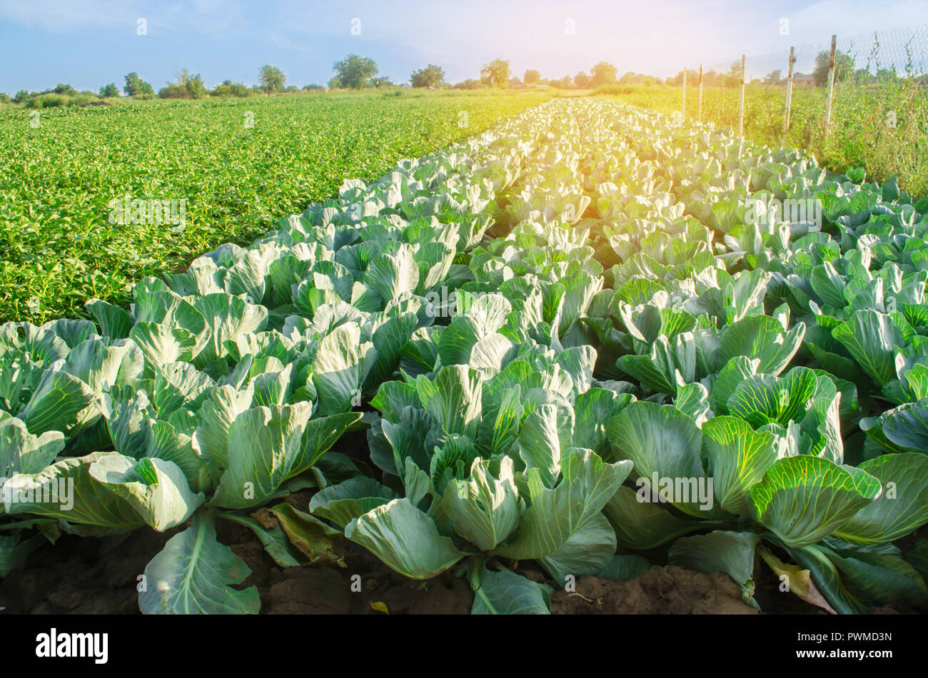 Cabbage plantations grow in the field. fresh, organic vegetables ...