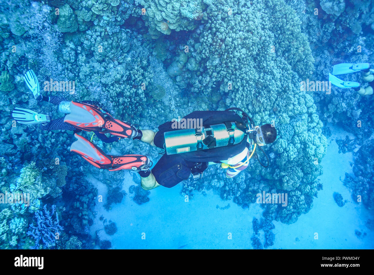 Diving the Red Sea Stock Photo - Alamy