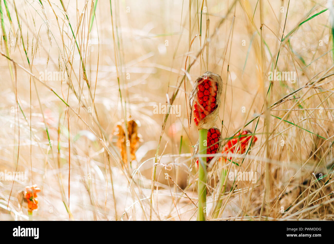 Close up photography nature hi-res stock photography and images - Alamy