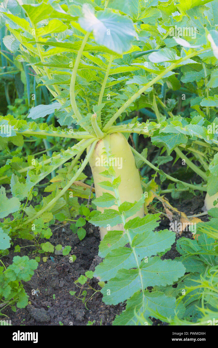 Giant radish plant hi-res stock photography and images - Alamy