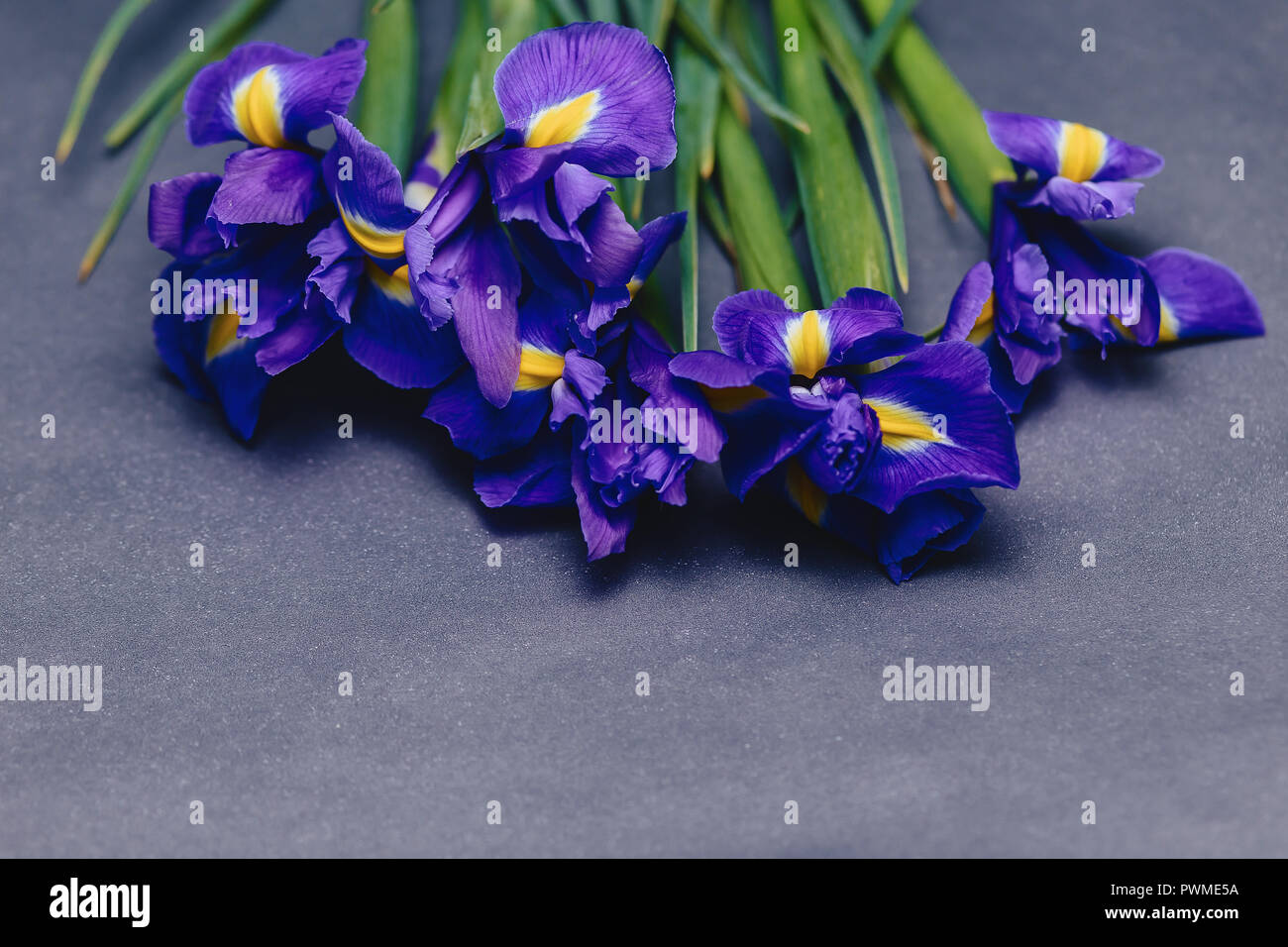 irises on dark simple background in studio Stock Photo - Alamy