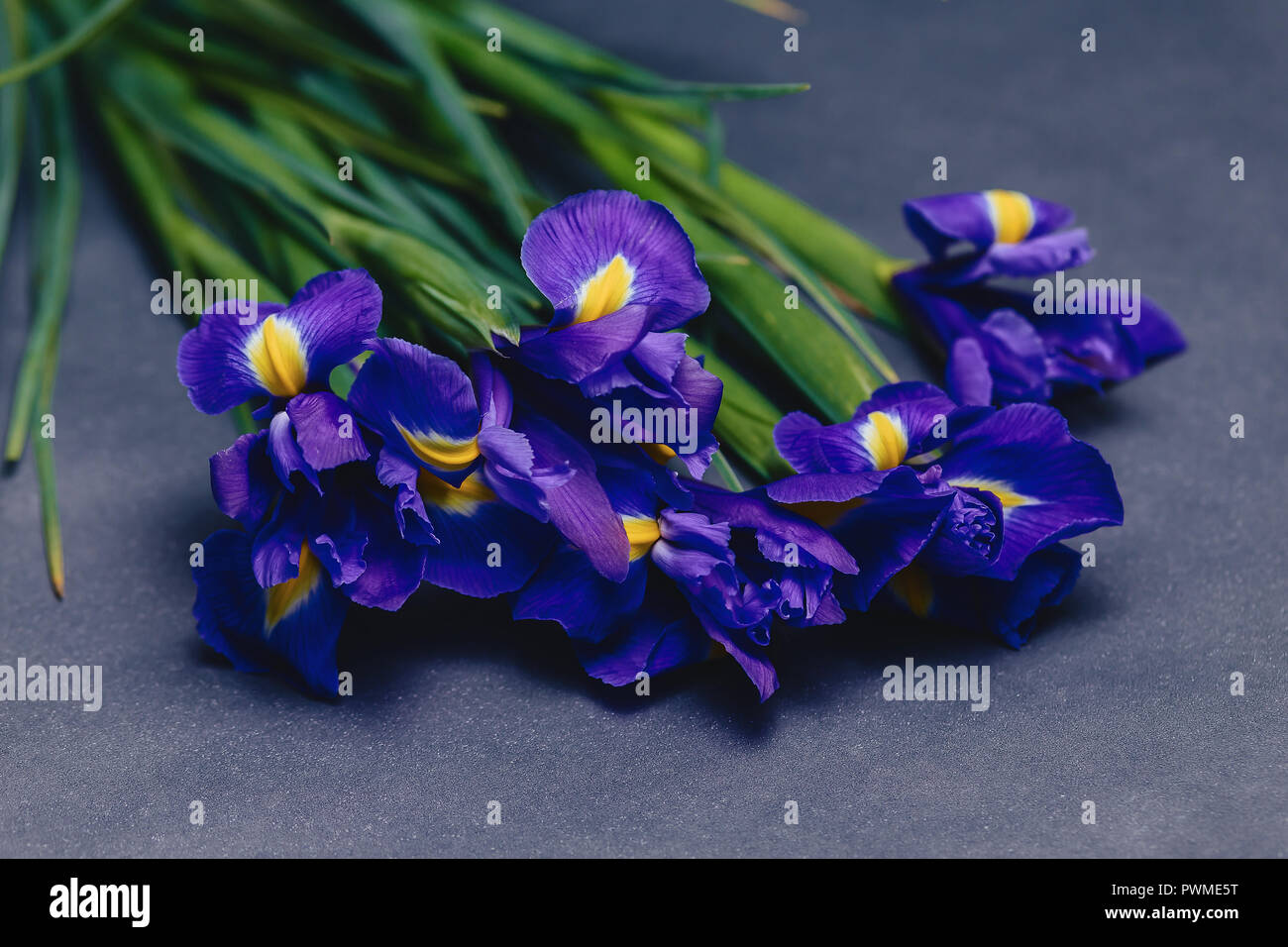 irises on dark simple background in studio Stock Photo - Alamy
