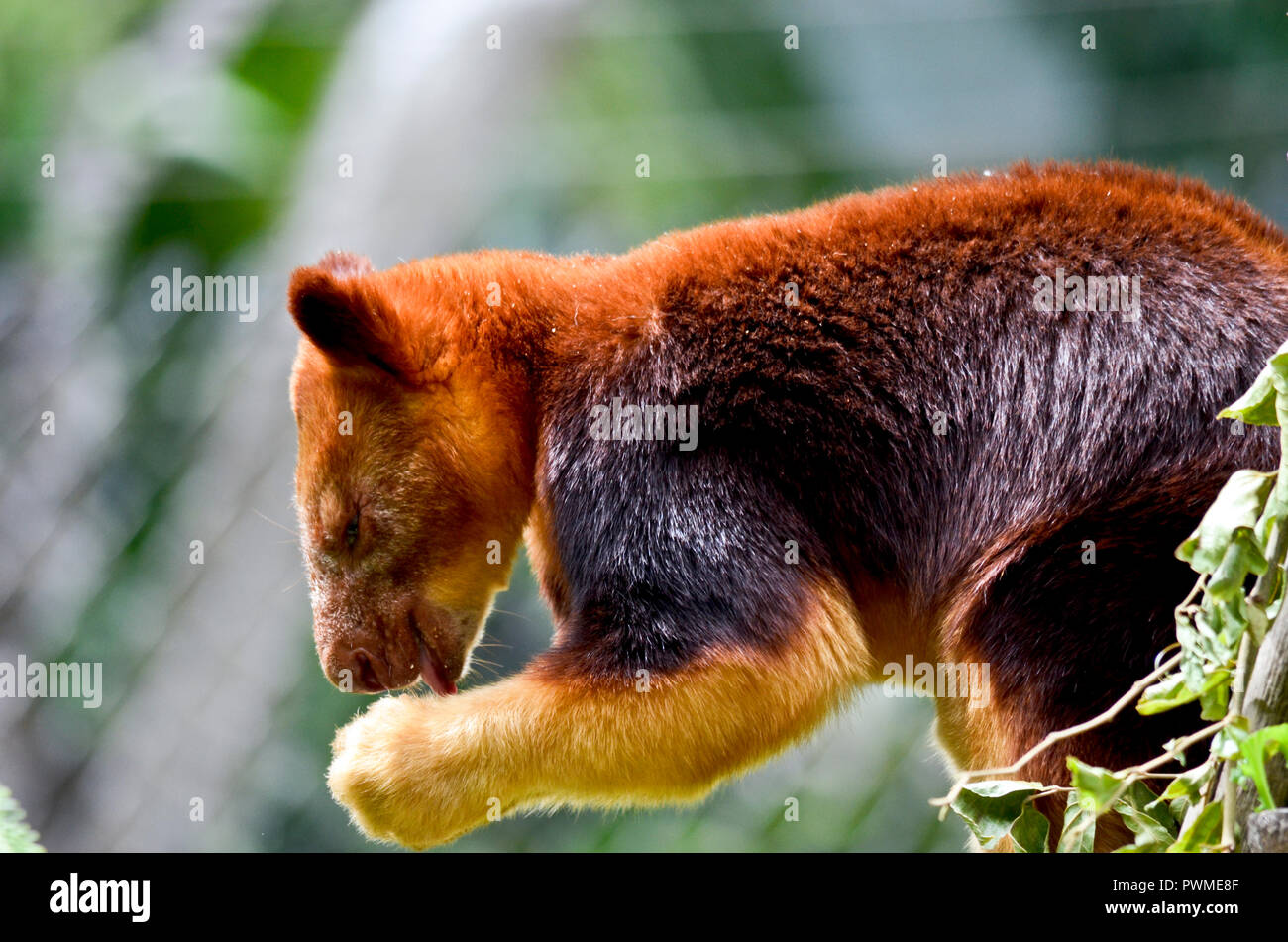 this is a close up of atree kangaroo in side view Stock Photo - Alamy