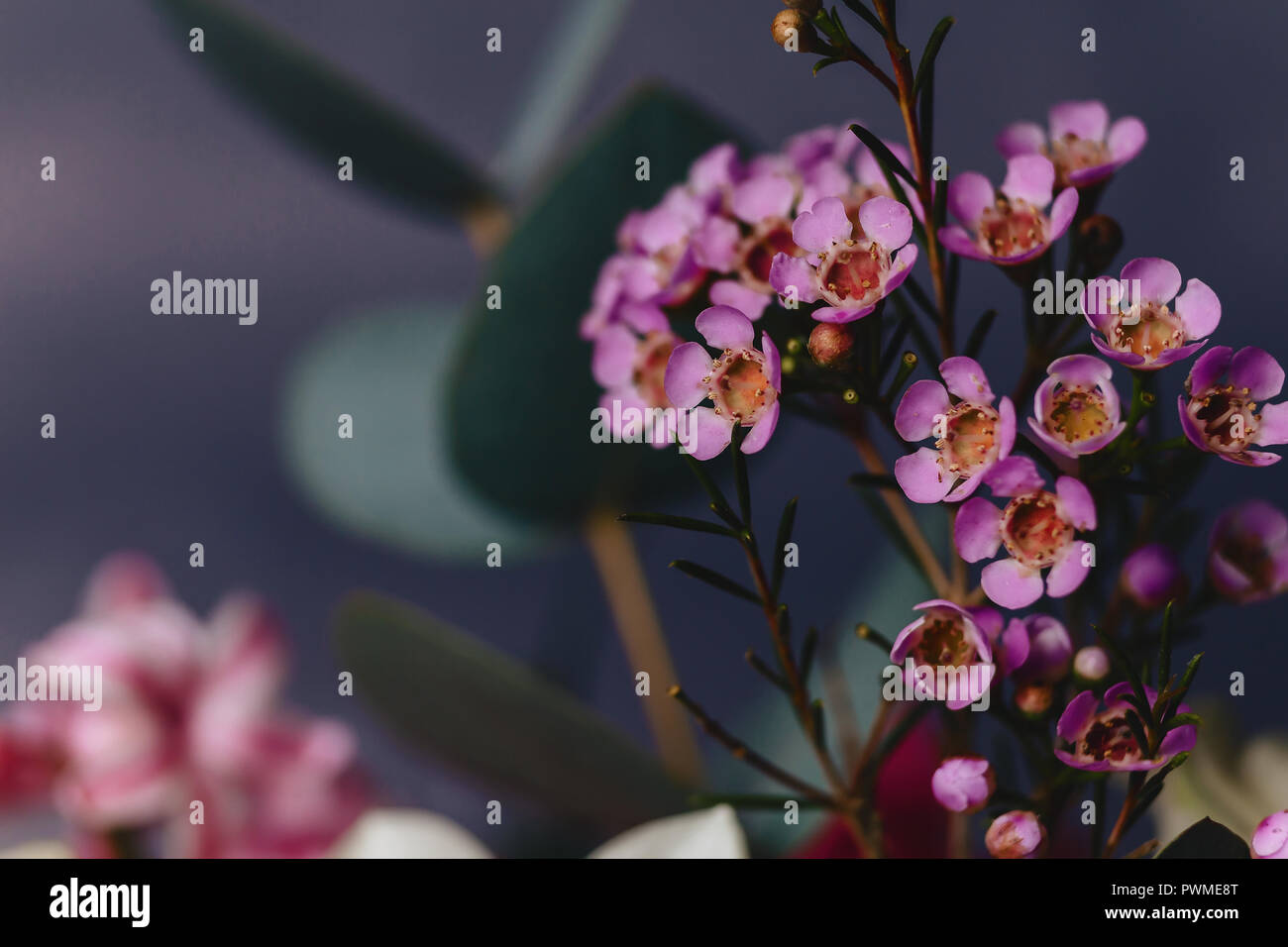 chamelaucium flower on simple background with studio light Stock Photo ...